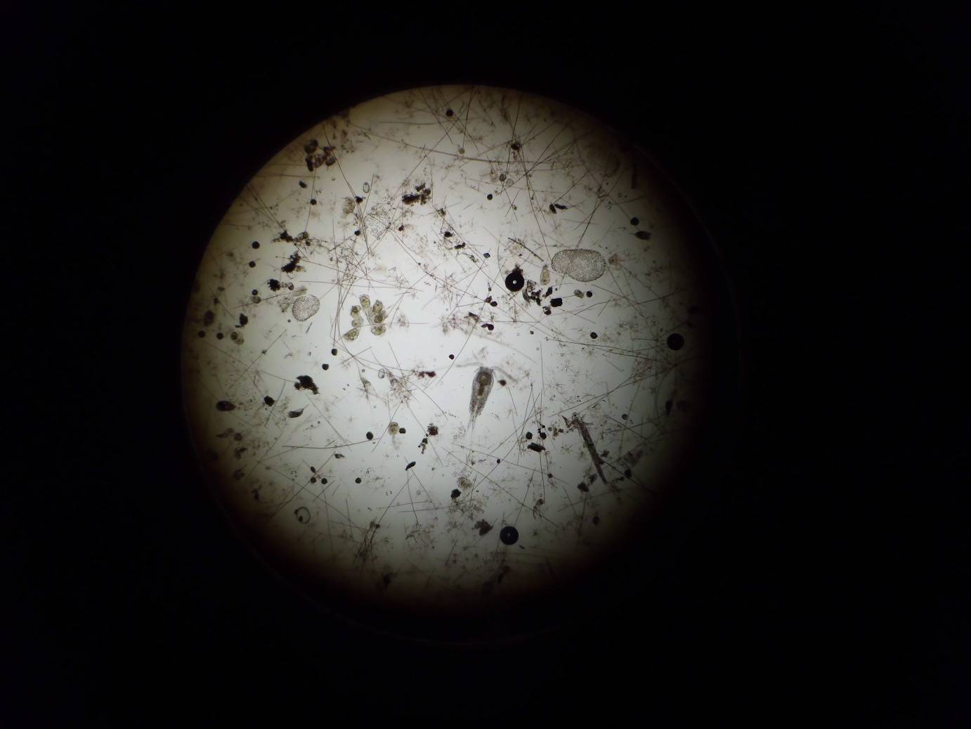 look into the microscope by rocketman5004