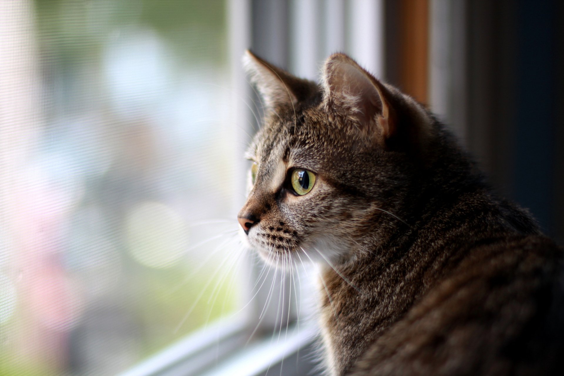 Download Window Animal Cat Image