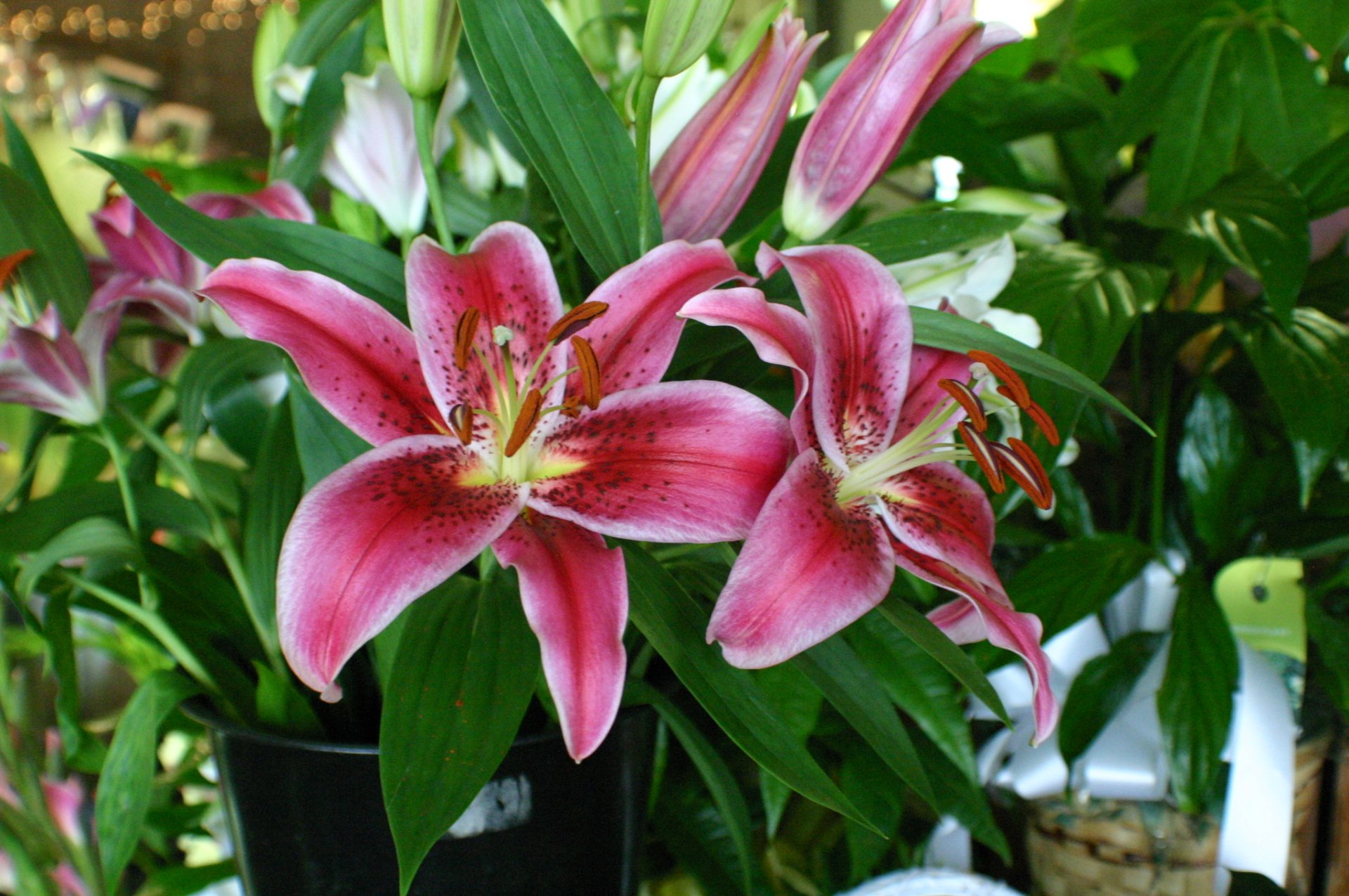 Download Nature Lily Image by Elle-Flowers
