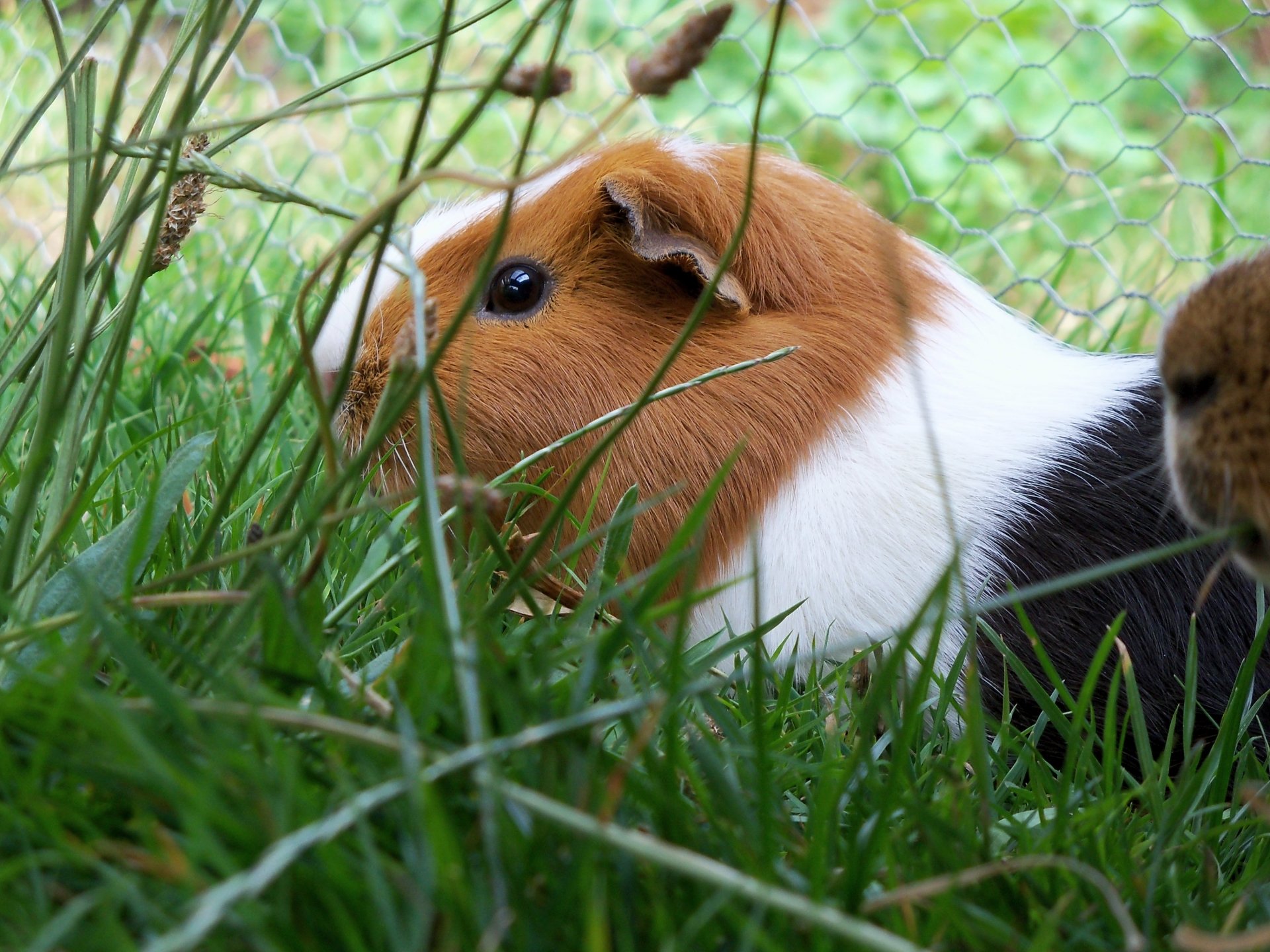 Guinea Pig Image - ID: 276260 - Image Abyss