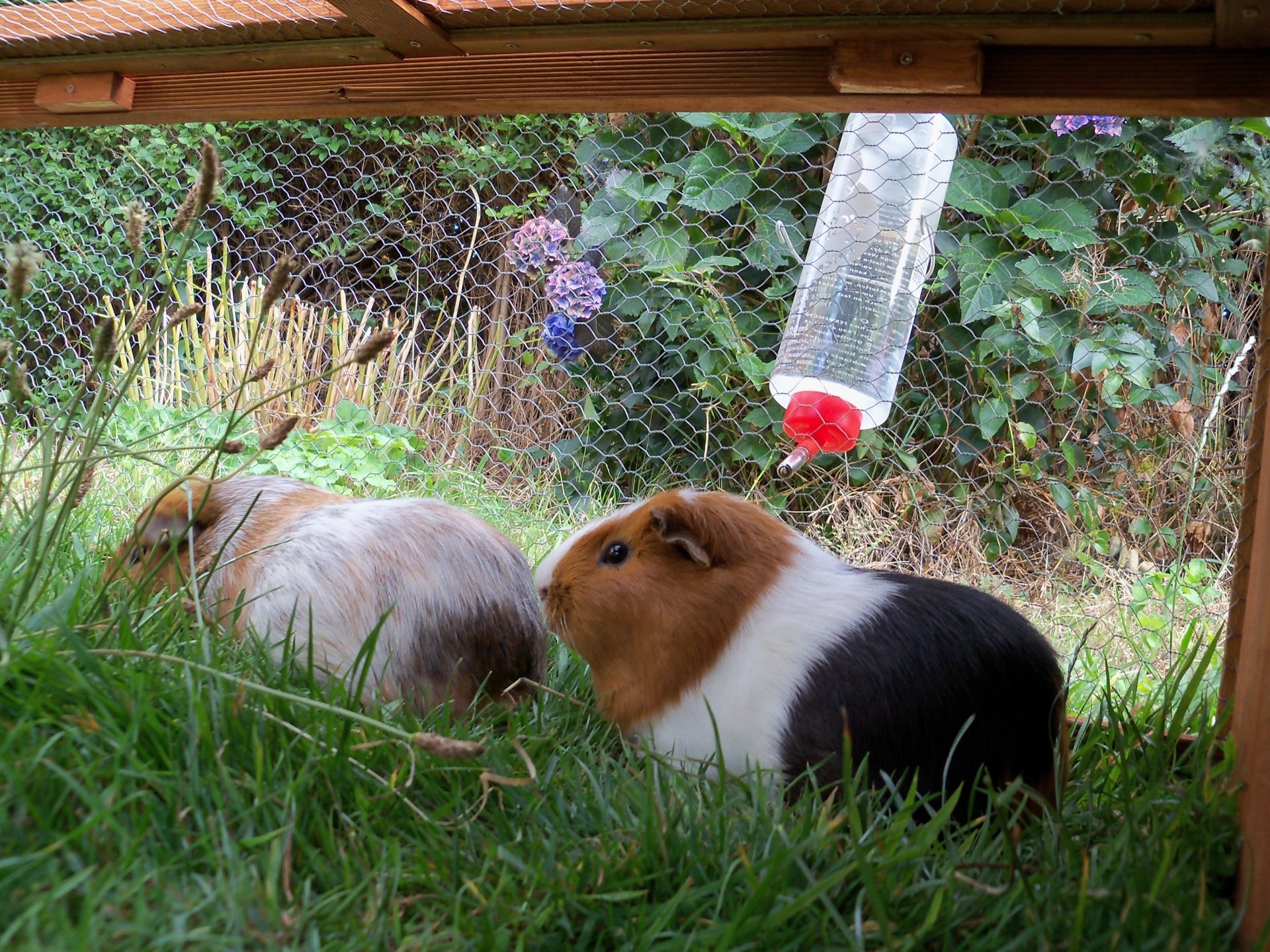 Download Animal Guinea Pig Image by MisterInked