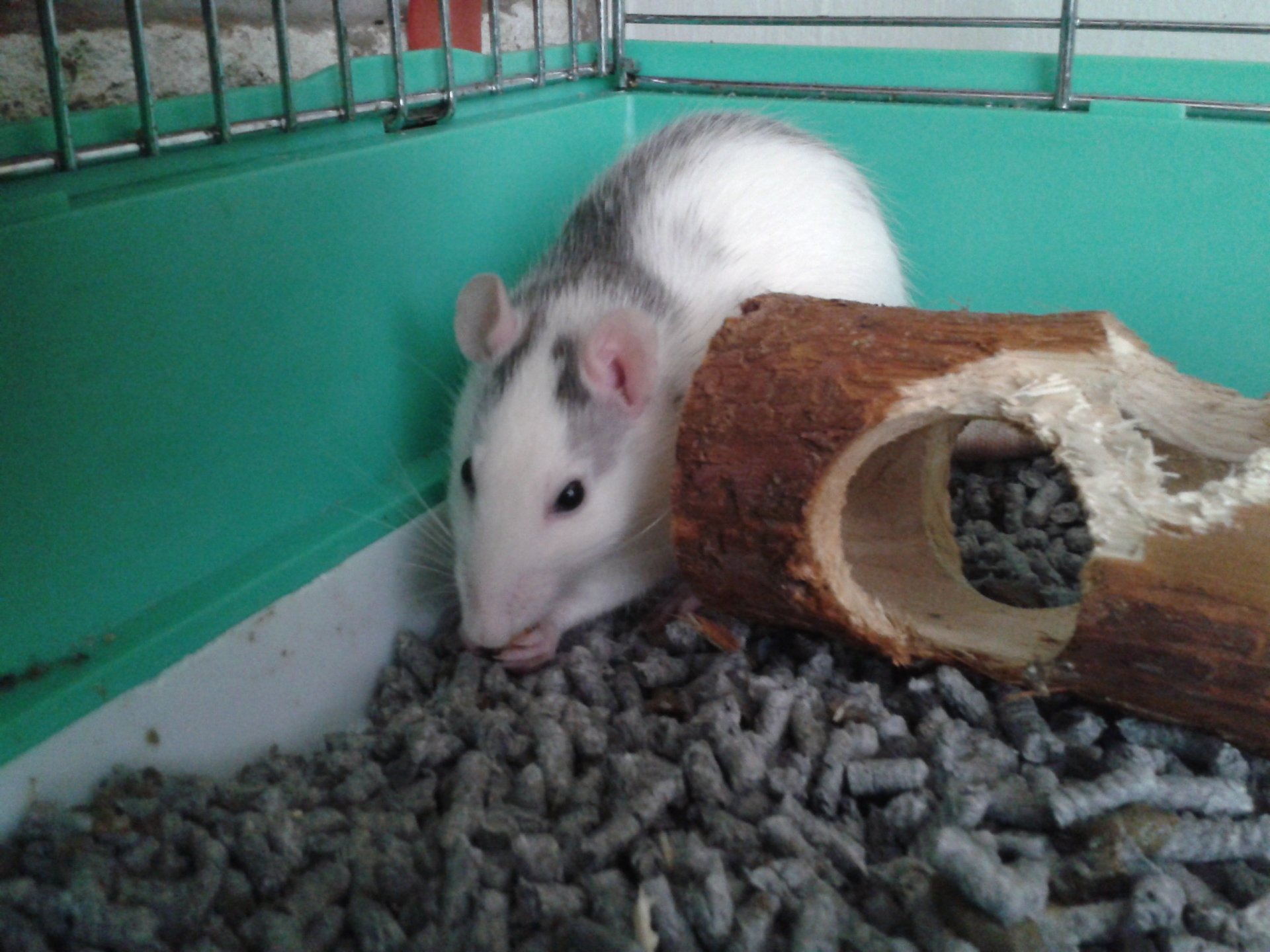 Rat Image - ID: 276298 - Image Abyss