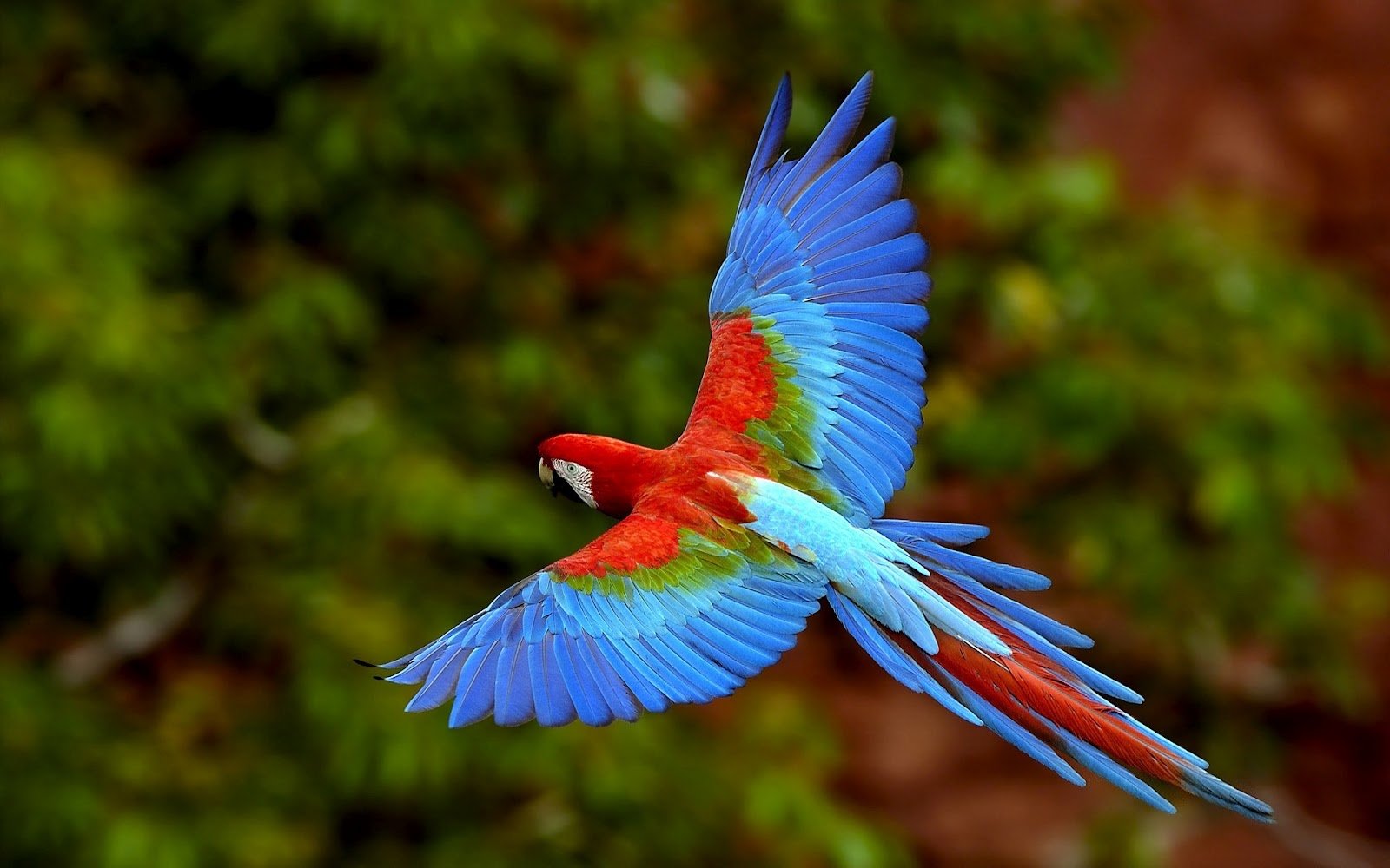 Download Bird Animal Red-and-green Macaw Image