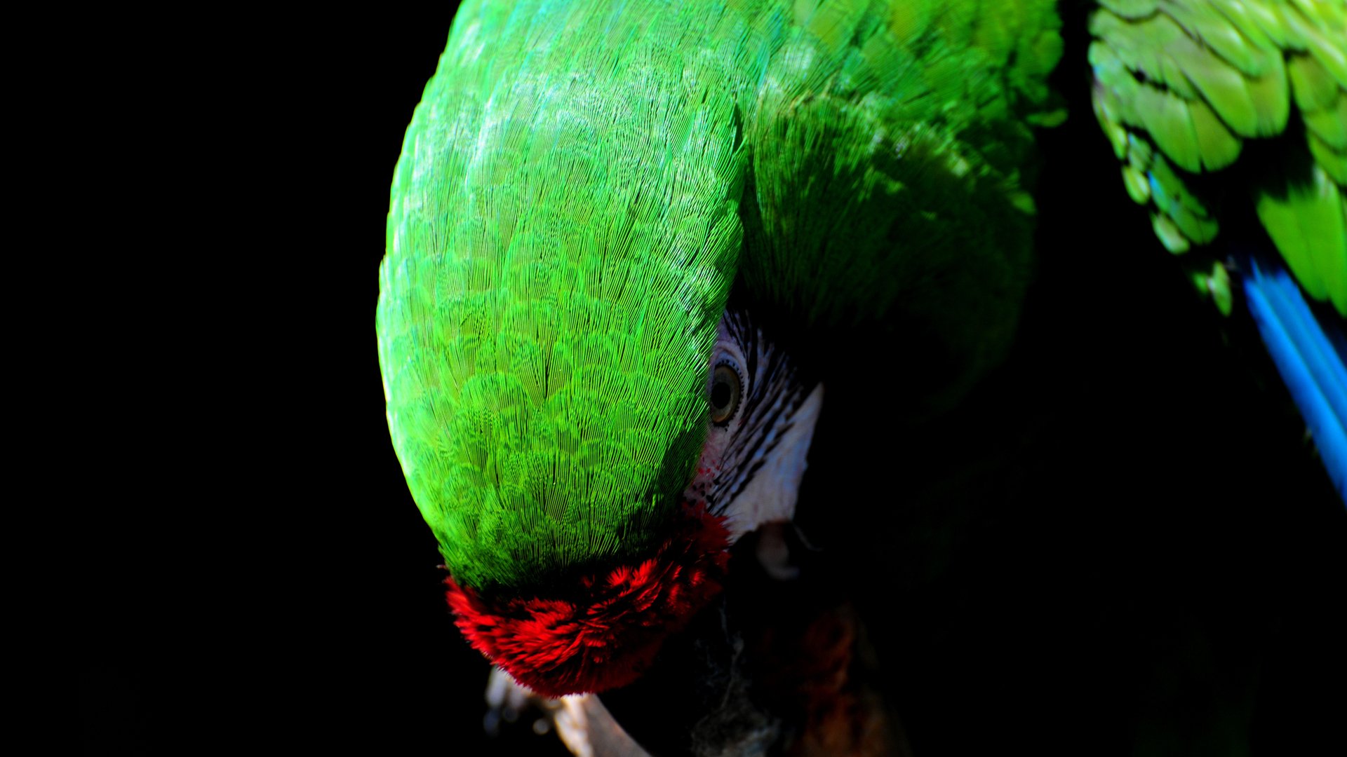 Military Macaw - Desktop Wallpapers, Phone Wallpaper, PFP, Gifs, and More!