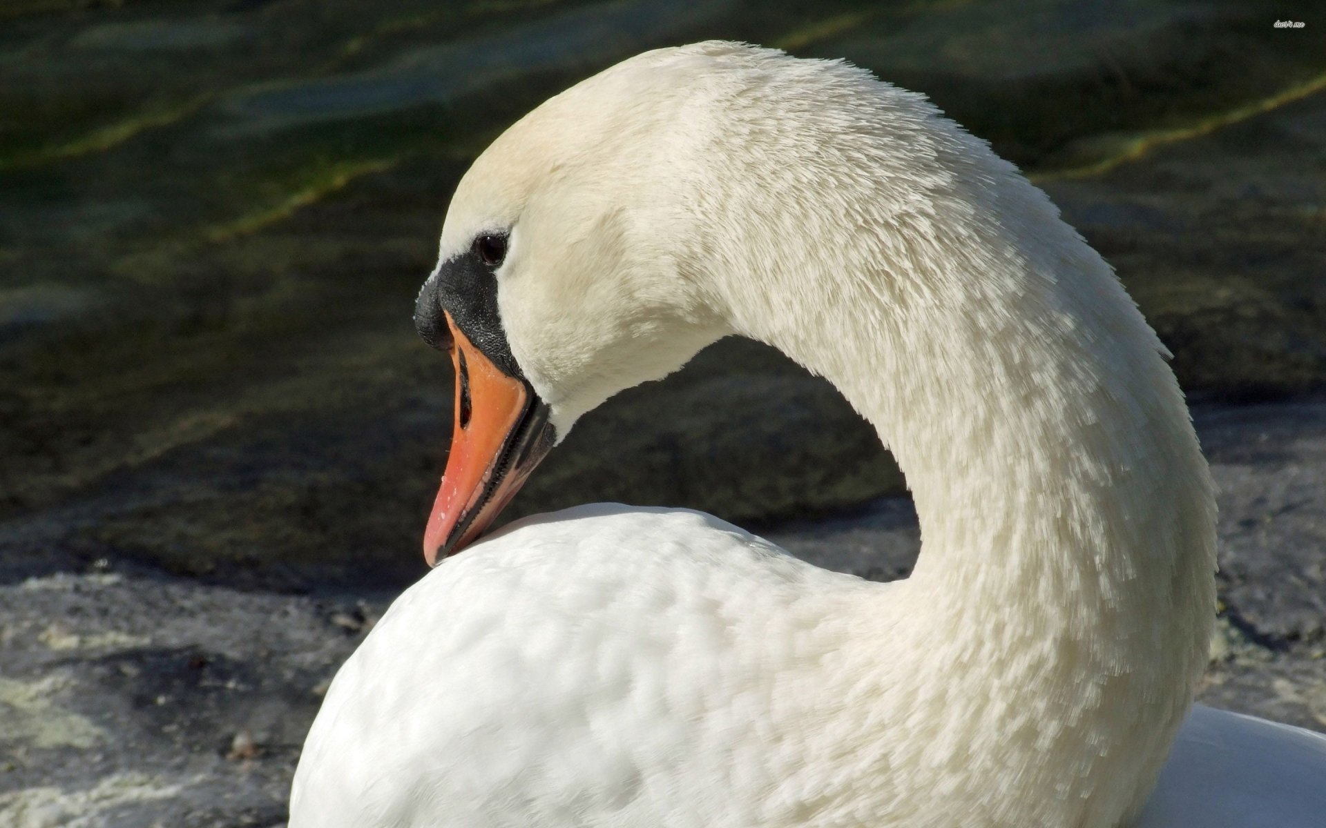 Download Bird Animal Mute Swan Image