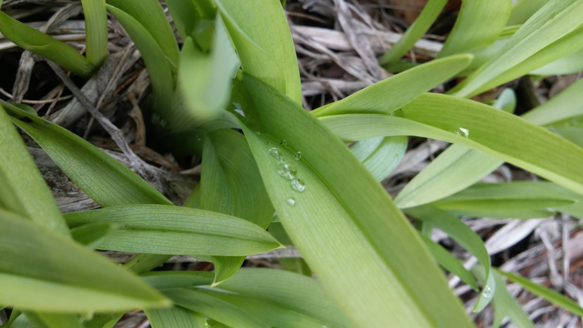 green stuff with wet stuff on it by ChiefBubba