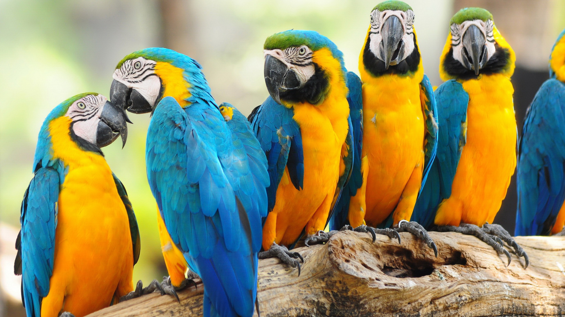 Blue-and-yellow Macaw Picture - Image Abyss