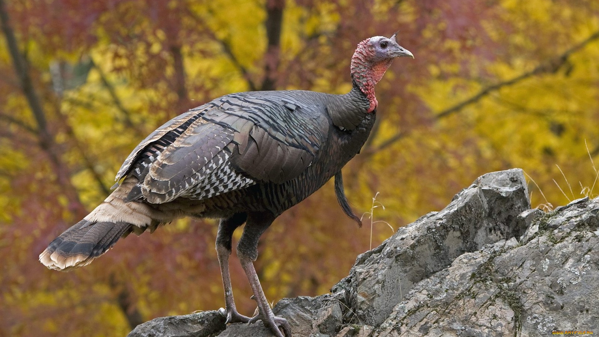 Turkey Picture - Image Abyss