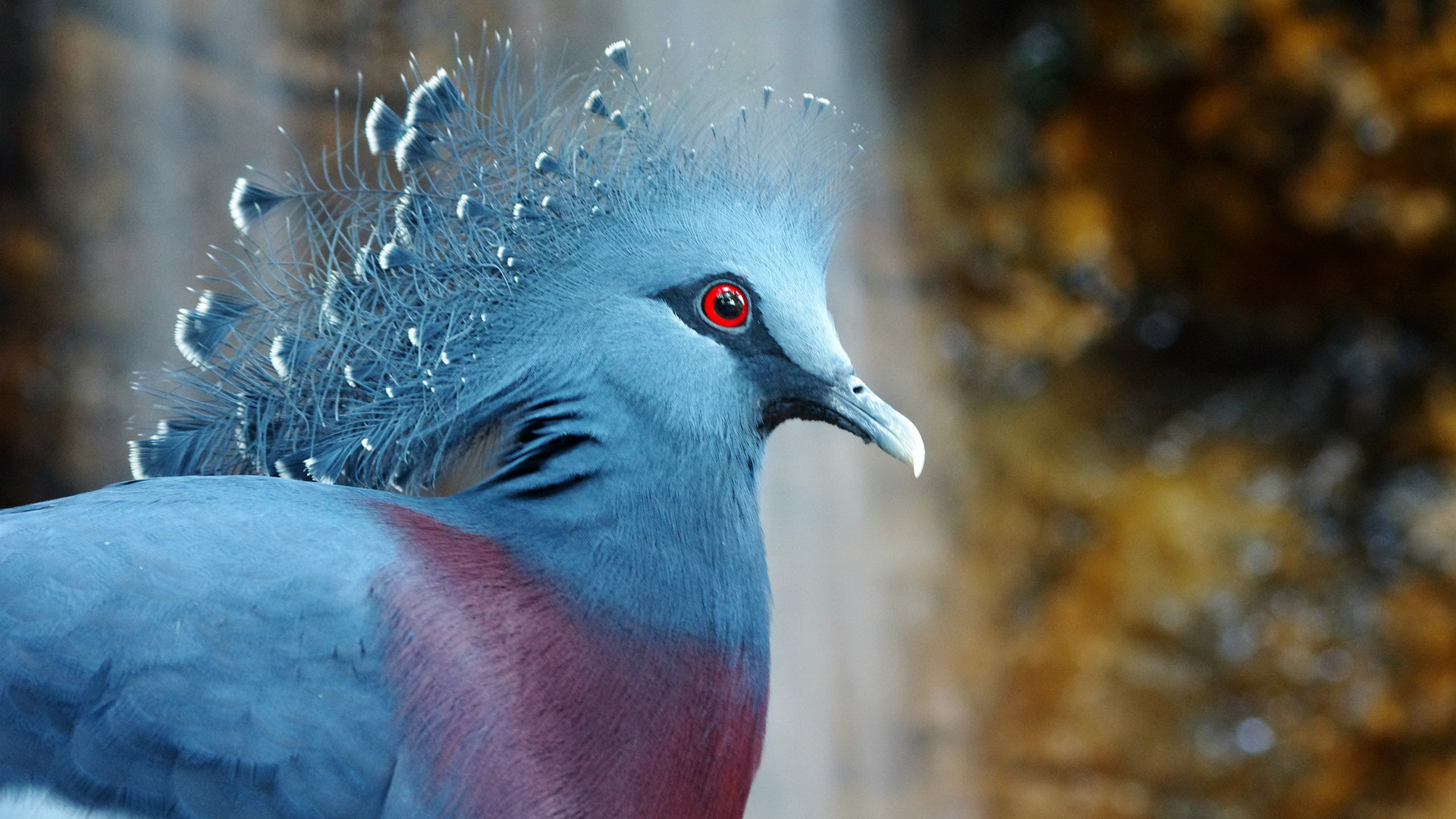 Download Animal Victoria Crowned Pigeon Image