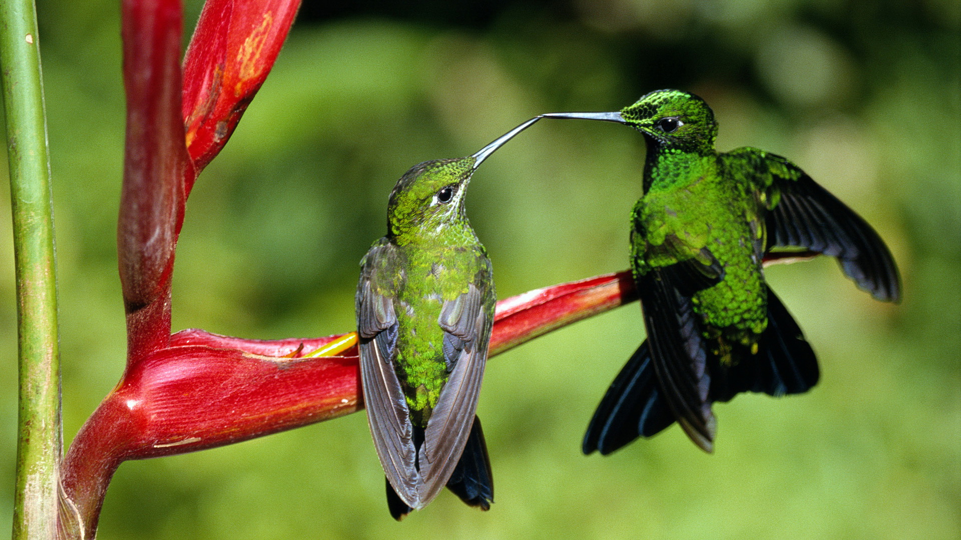 Download Animal Hummingbird Image