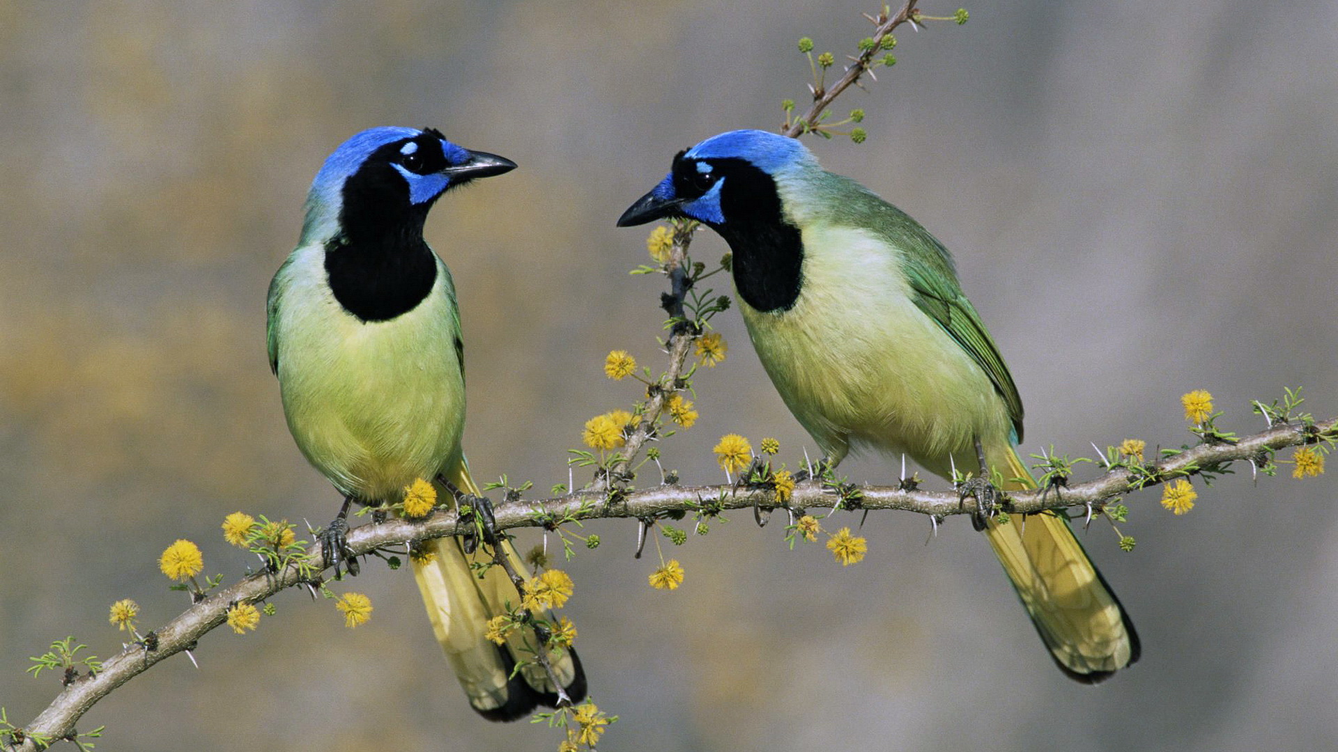 Bird Picture - Image Abyss