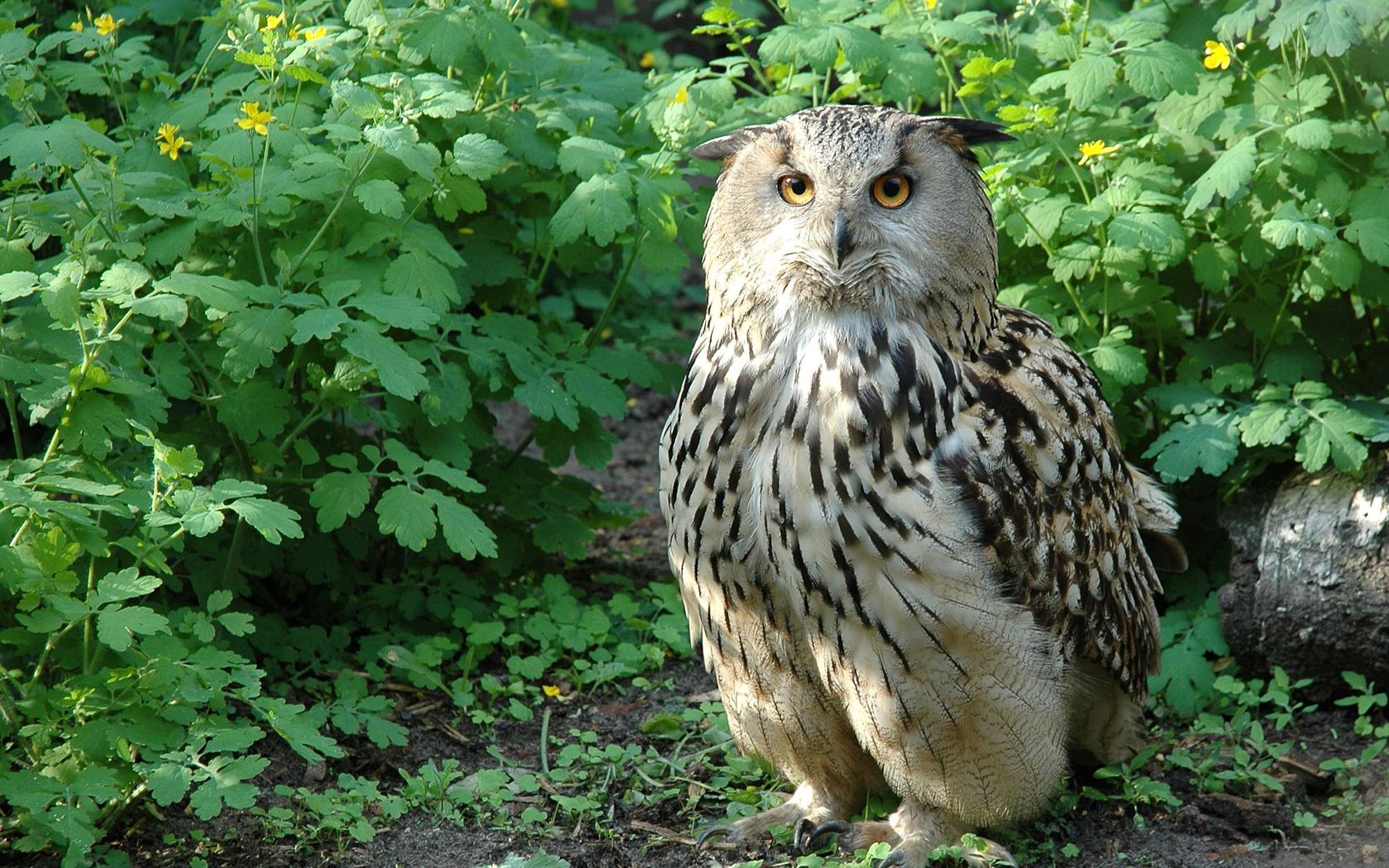 Owl Picture - Image Abyss