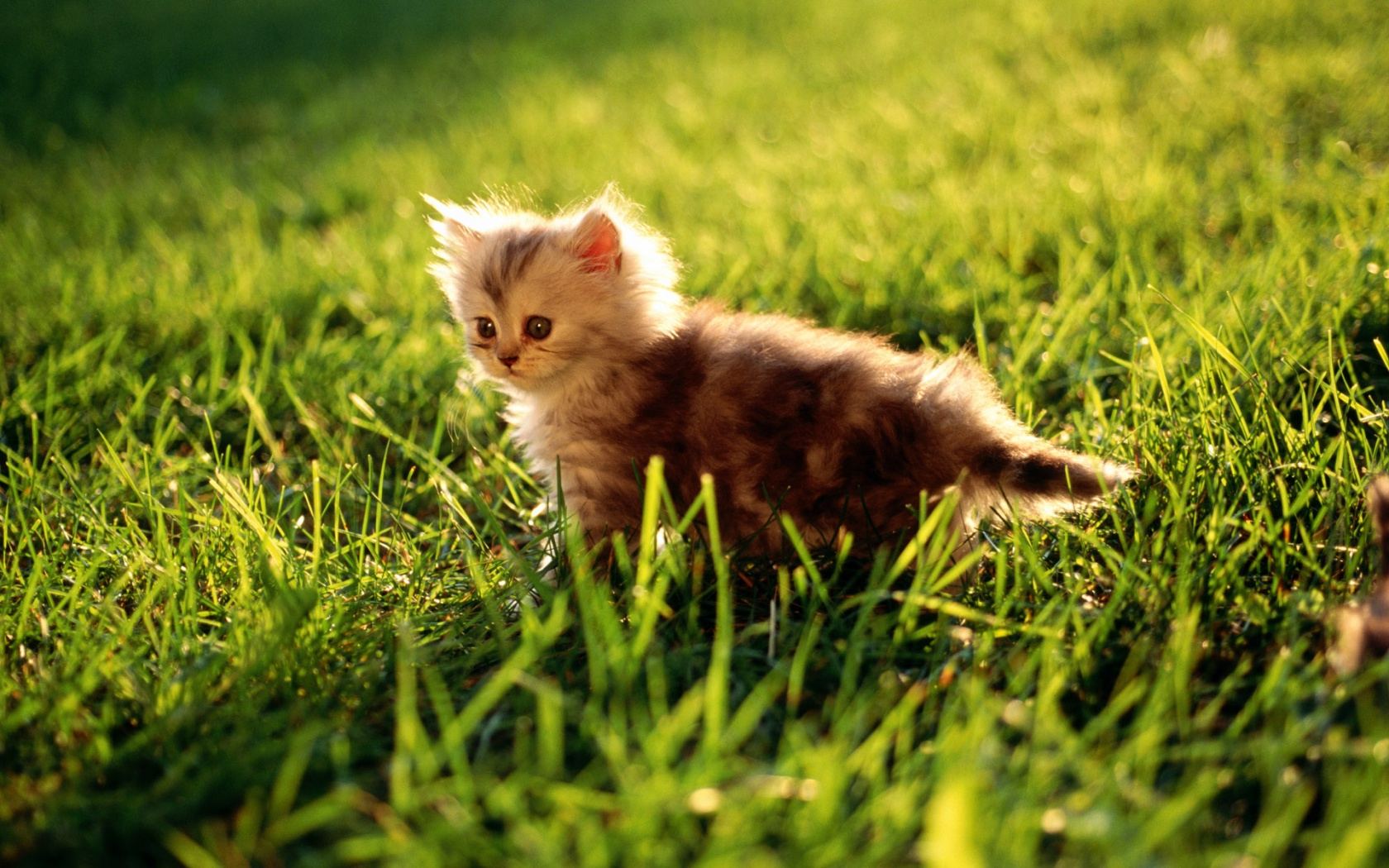 Download Animal Cat Image