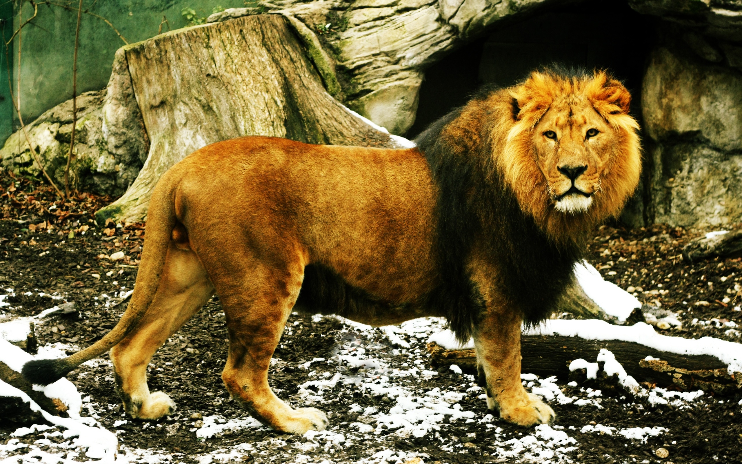 Download Animal Lion Image