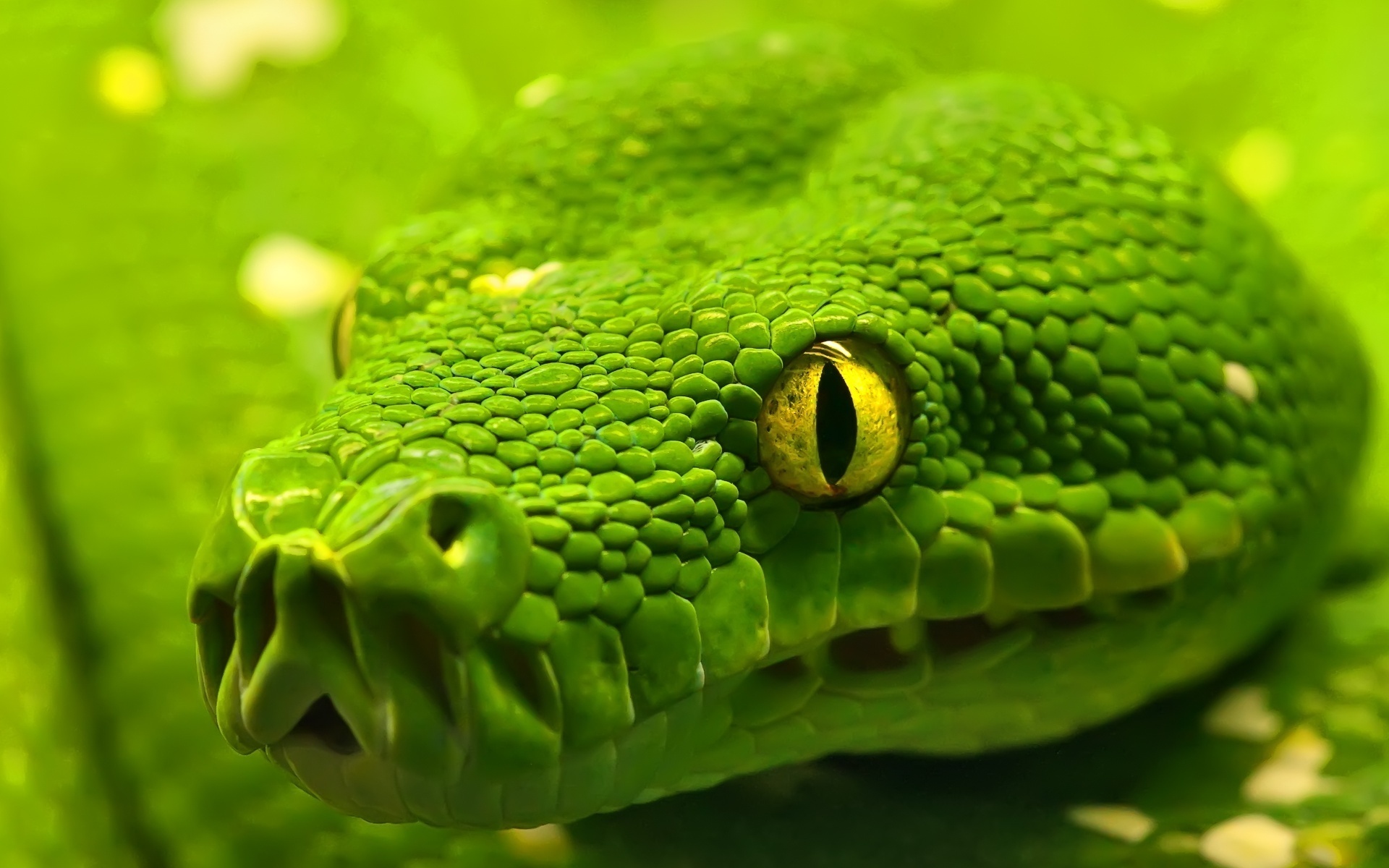 Captivating Green Snake