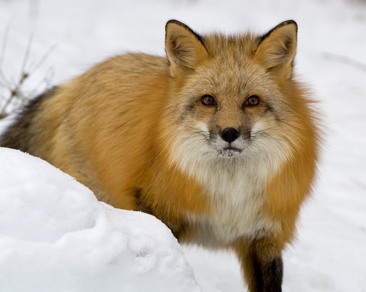 Download Animal Fox Image