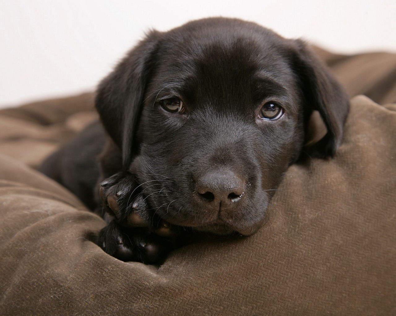 Labrador Retriever Picture - Image Abyss