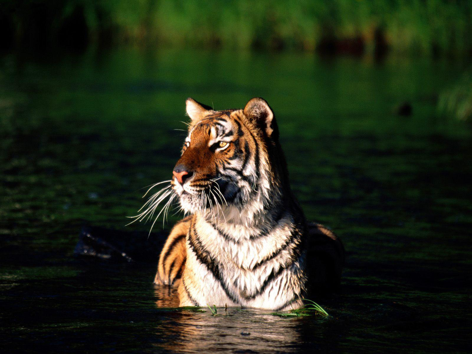 Tiger Picture - Image Abyss