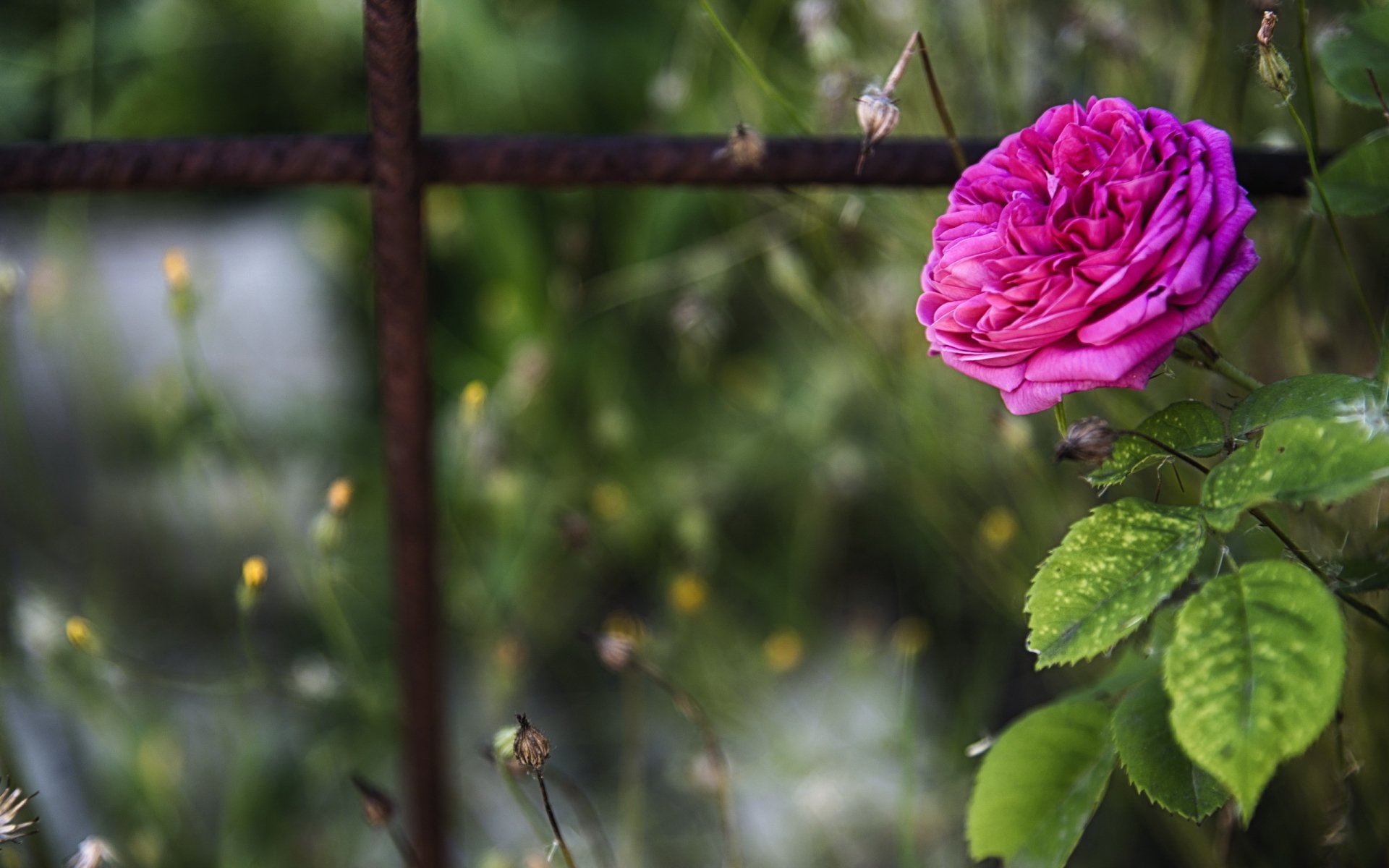 Blossoming Rose Embraced by Nature's Serenity