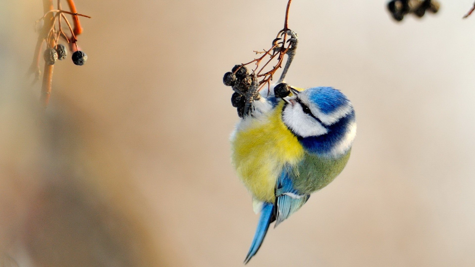 Download Animal Titmouse Image