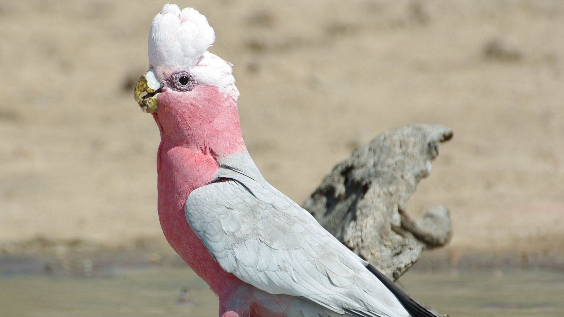 Download Animal Galah Image