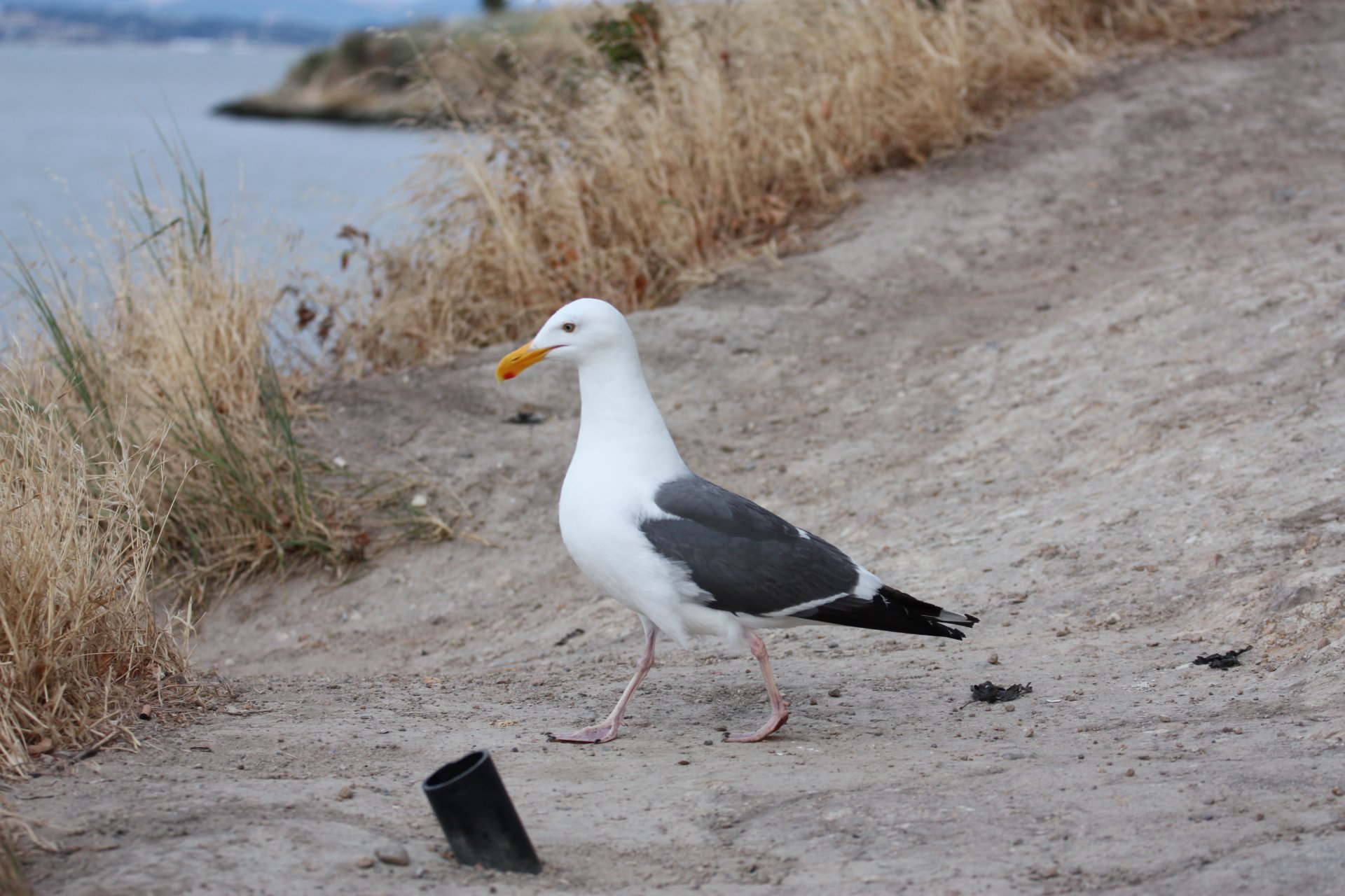 Download Animal Seagull Image