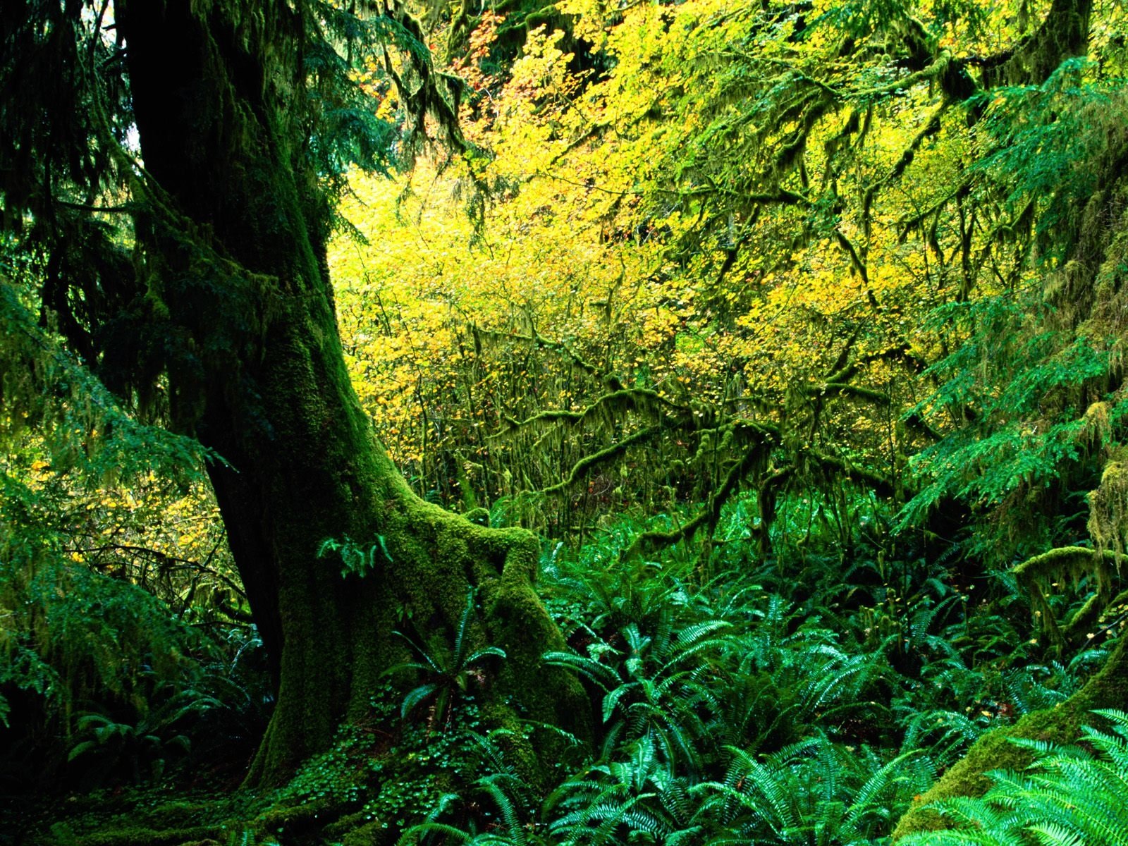 Enchanted Forest: Nature’s Green Sanctuary