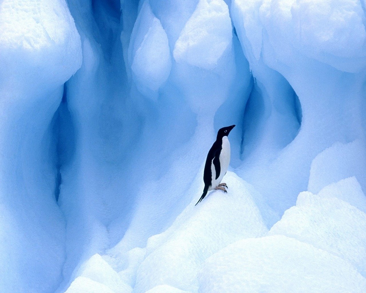 Penguin Picture - Image Abyss