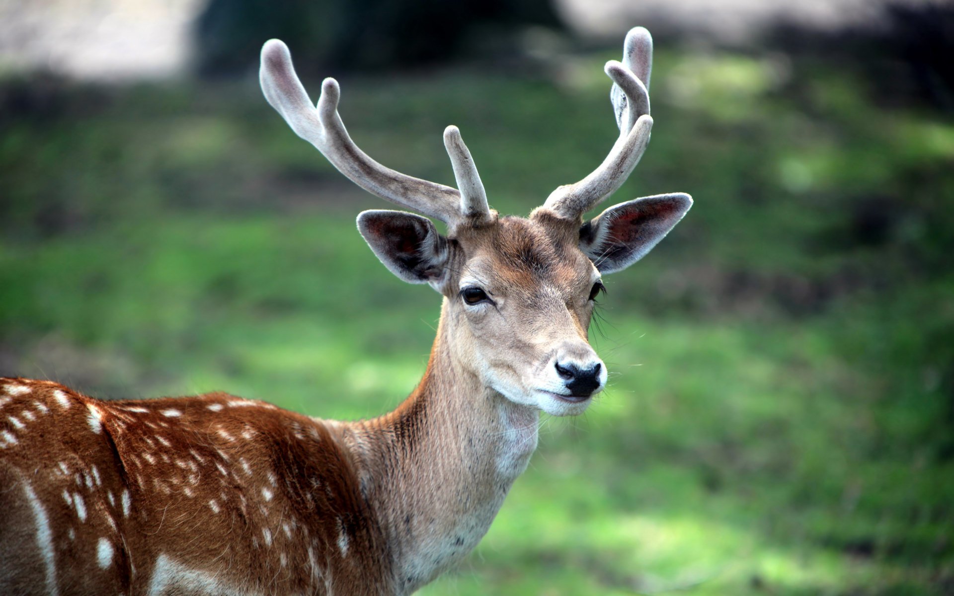 Deer Image - ID: 277988 - Image Abyss