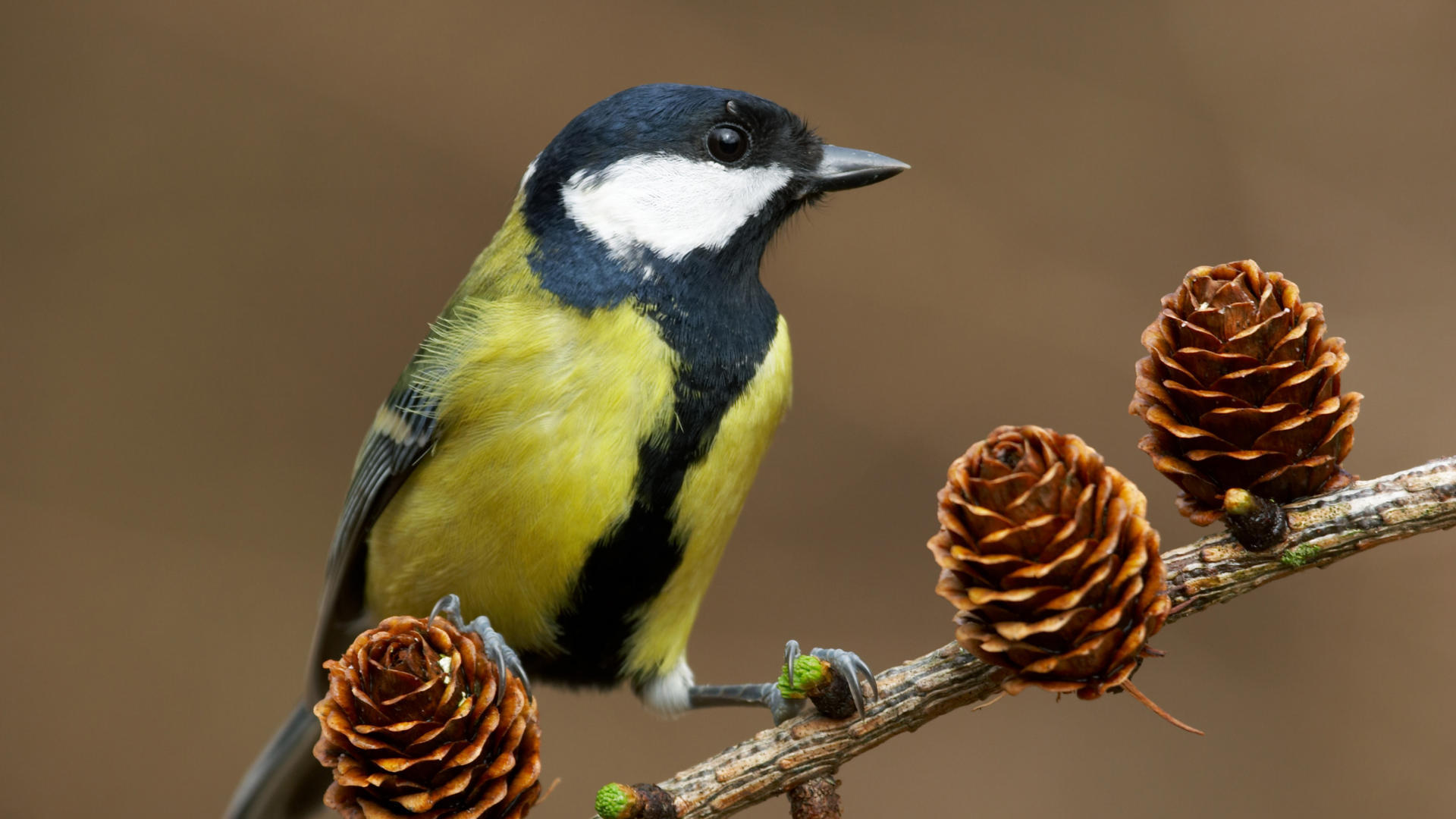 Download Eurasian Blue Tit Animal Titmouse Image