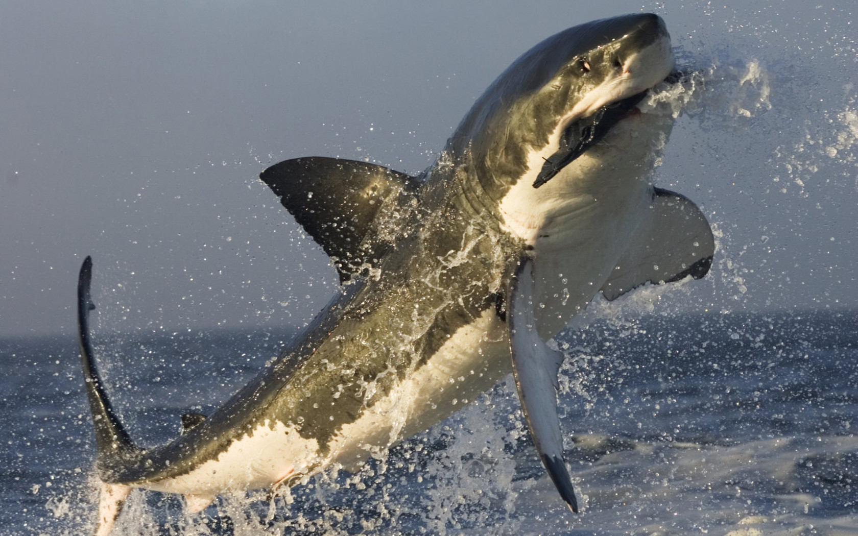 Download Animal Shark Image