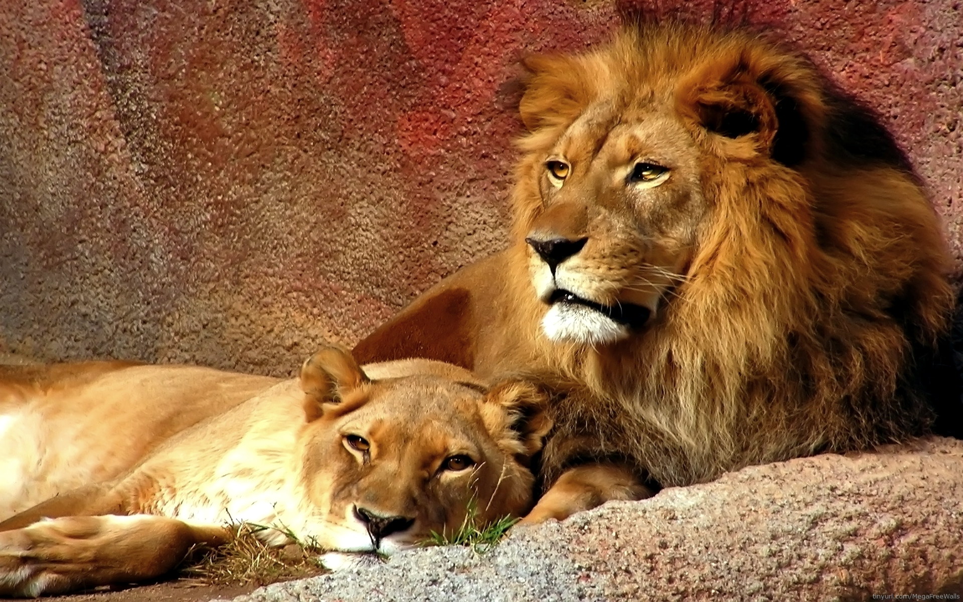 Majestic Lions: Kings of the Savanna