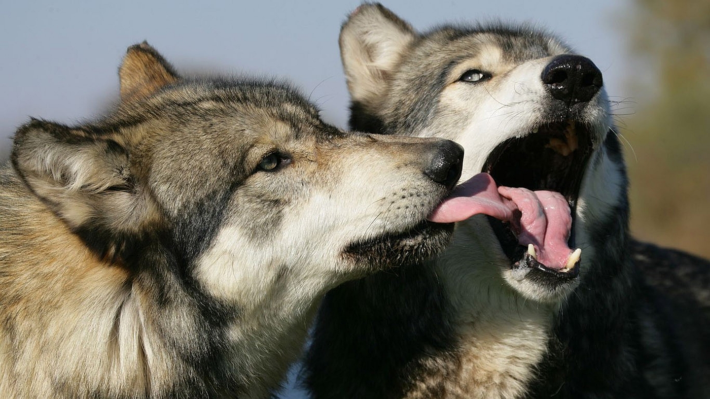 Download Animal Wolf Image