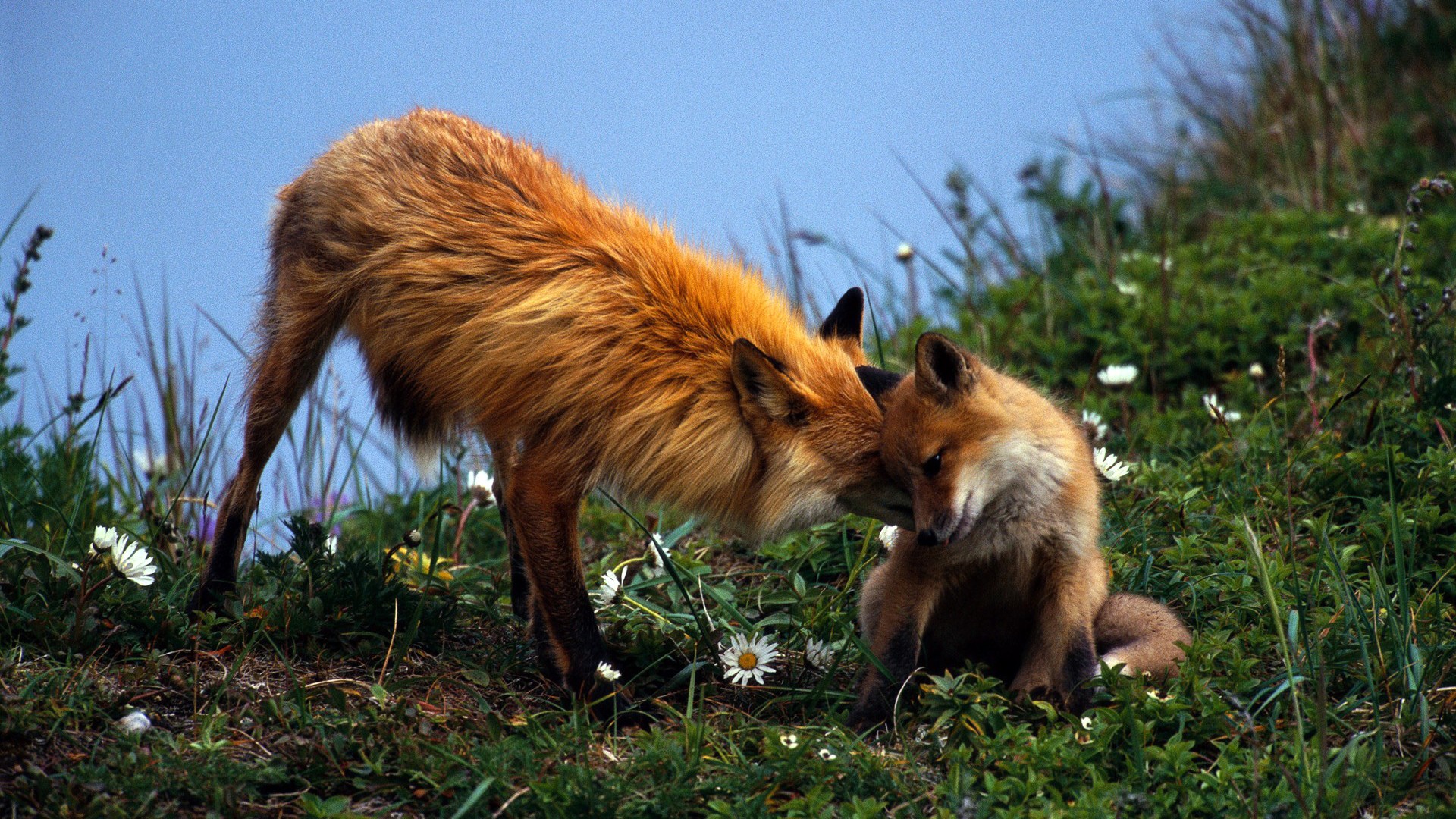 Download Animal Fox Image