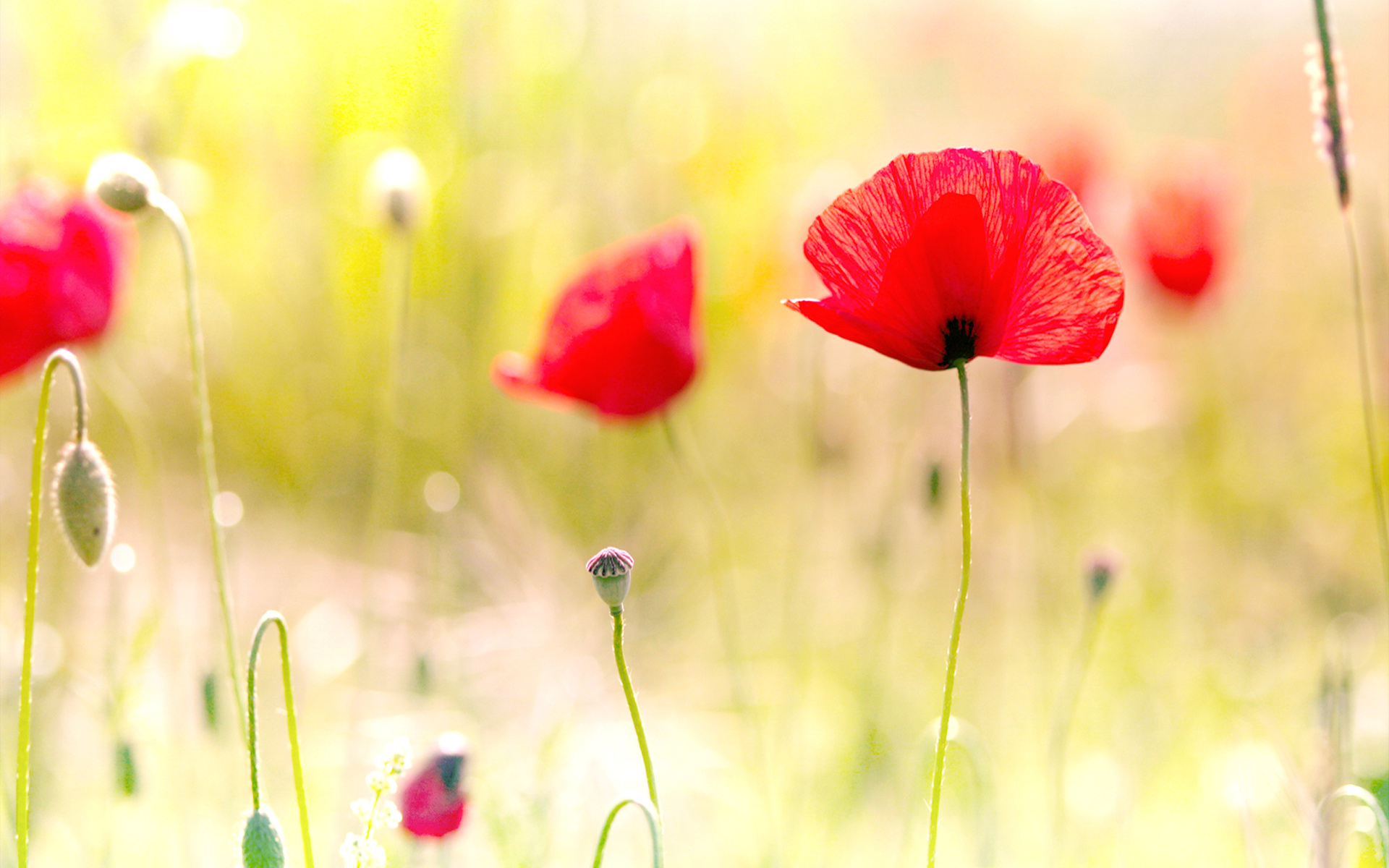 Download Flower Nature Poppy Image