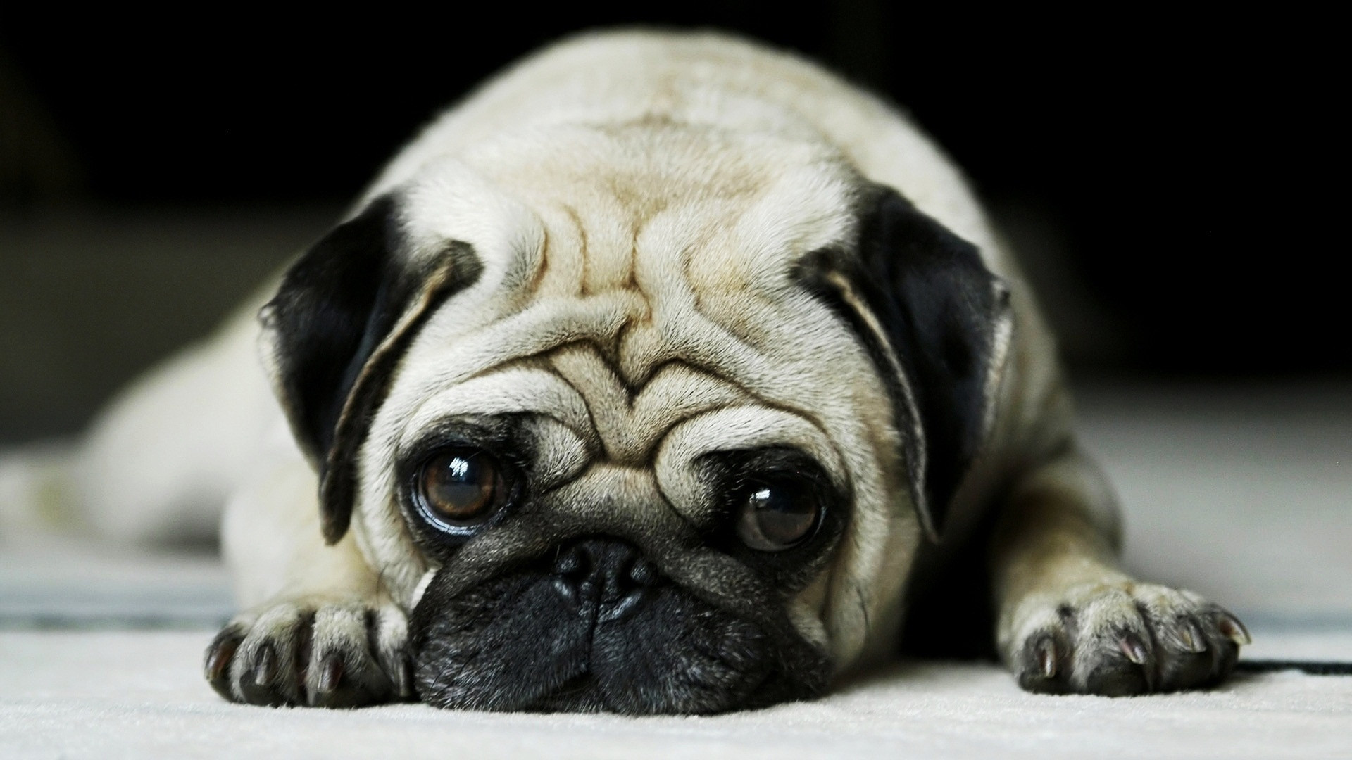 Charming Pug Portrait: The Lovable Wrinkled Wonder