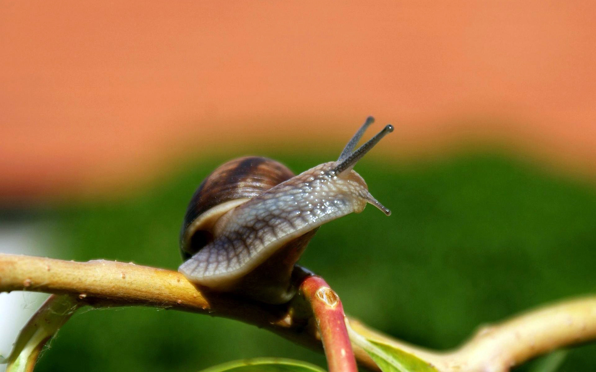 Download Animal Snail Image