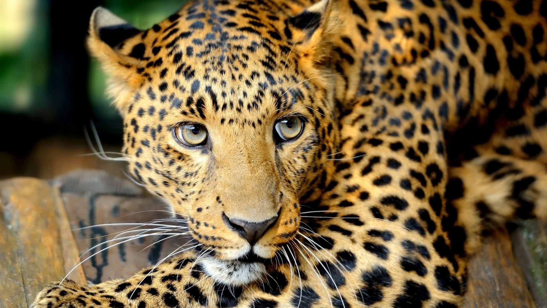 Leopard Picture - Image Abyss