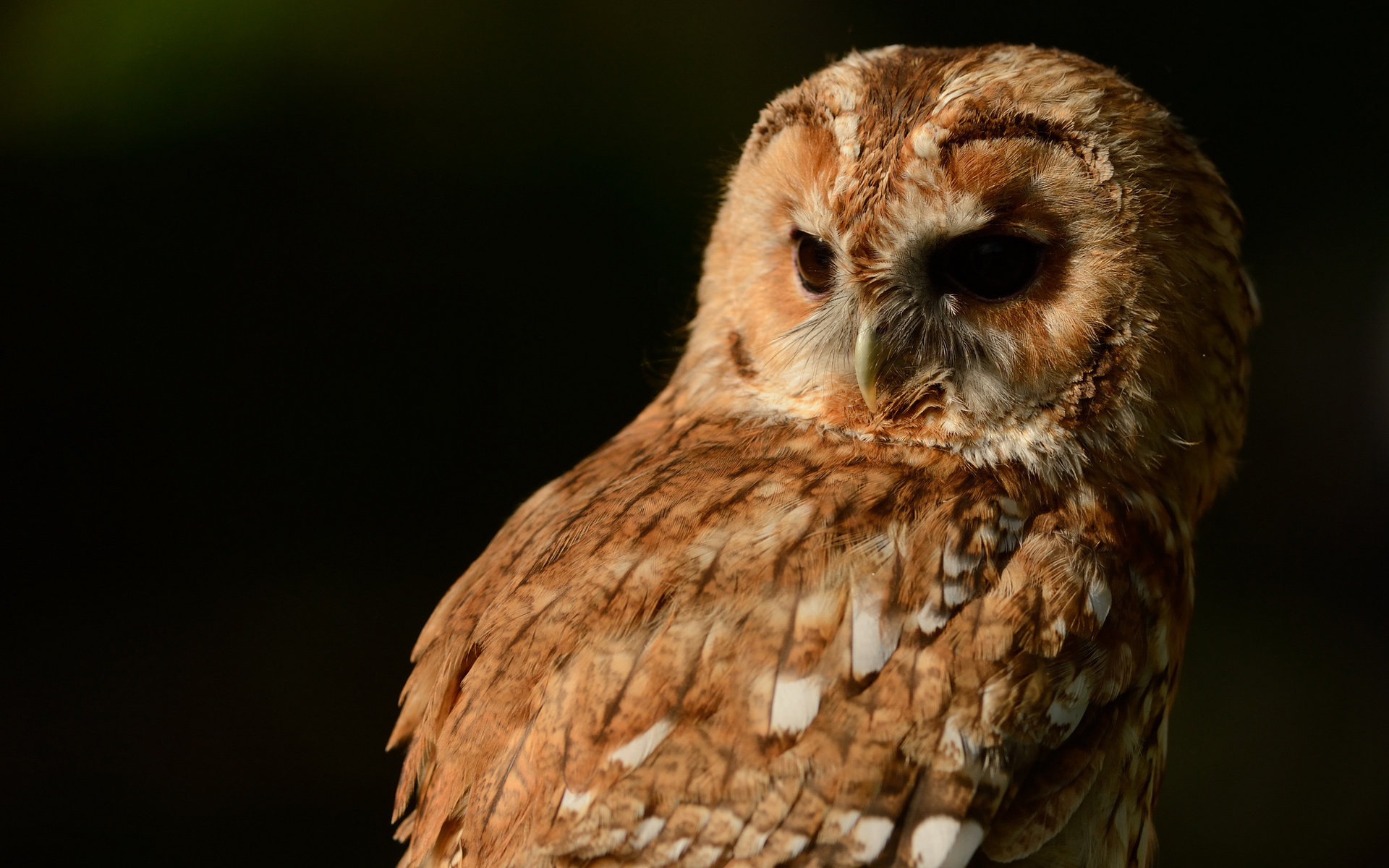 Download Animal Owl Image