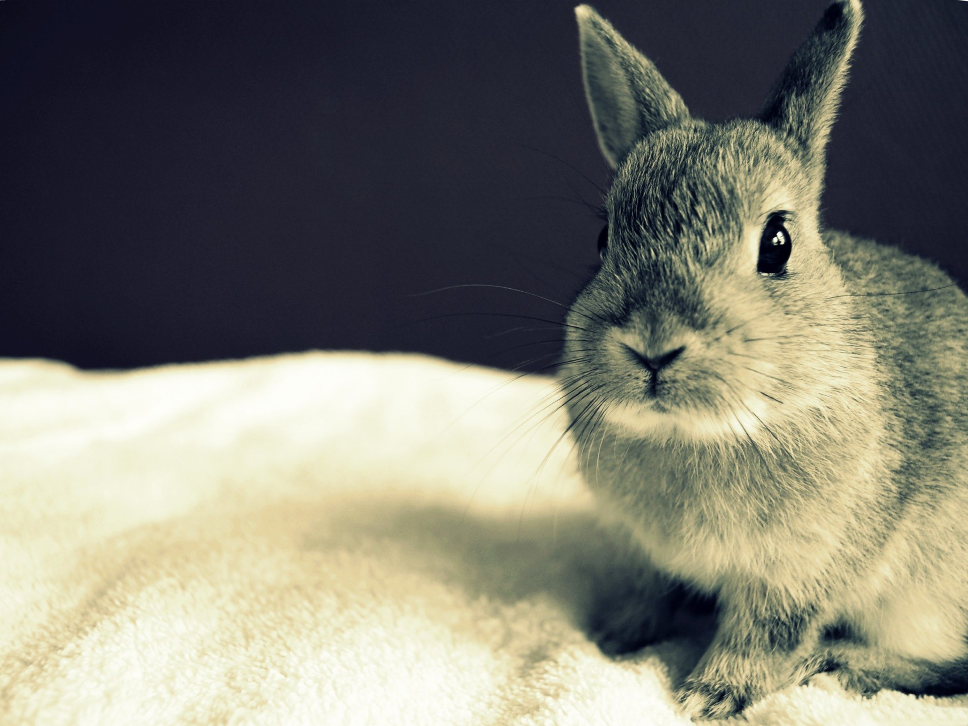 Charming Rabbit Portrait