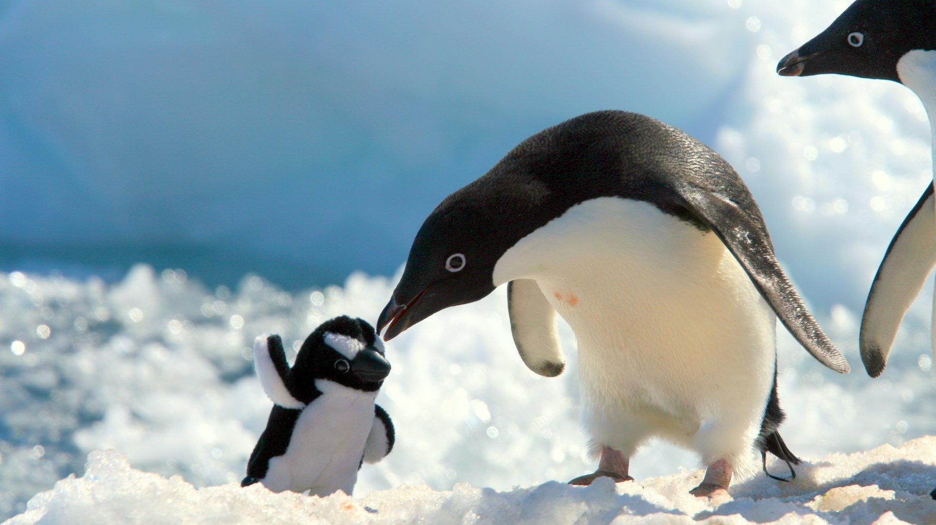 Download Animal Penguin Image