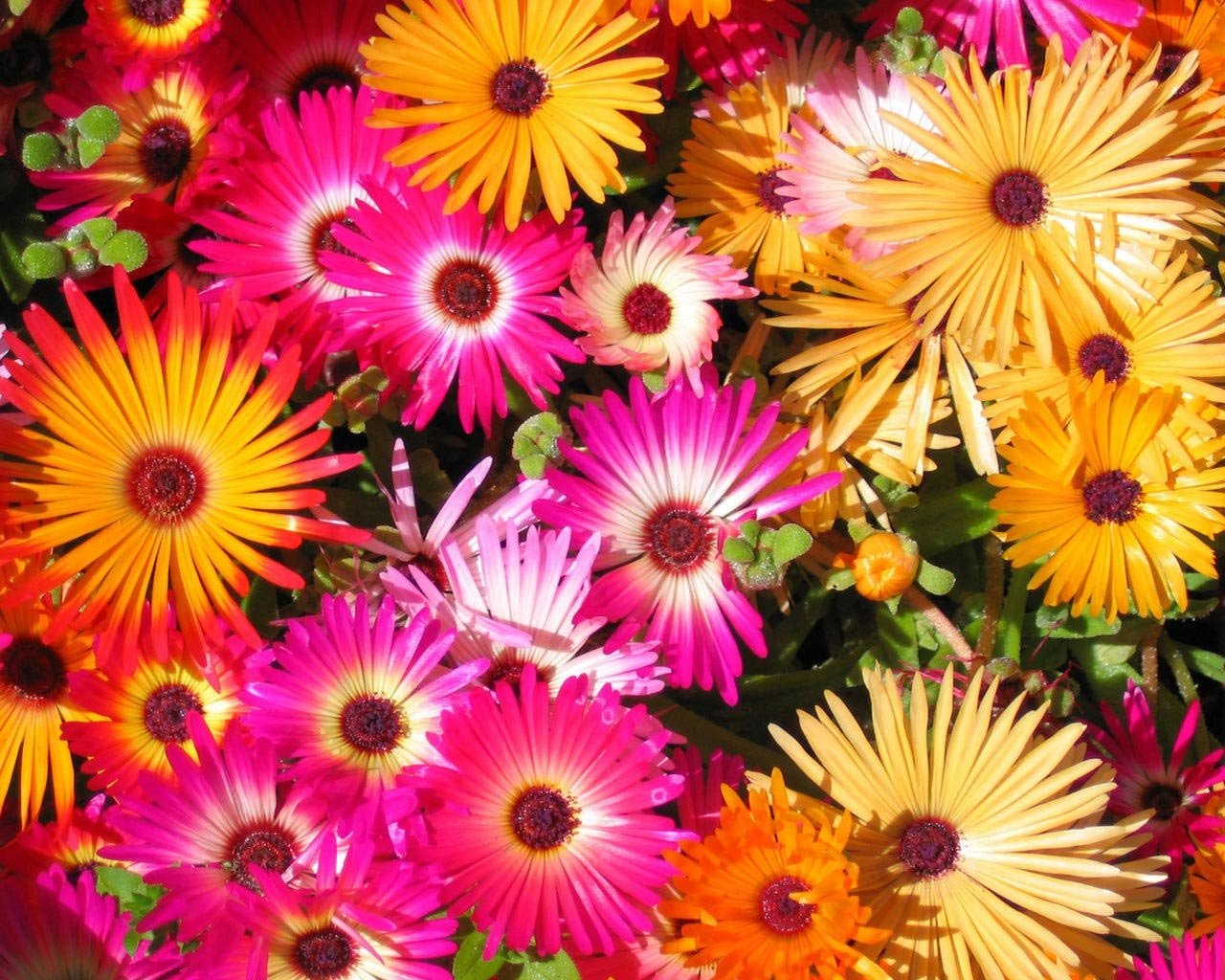 Colorful Flowers Image - ID: 278592 - Image Abyss