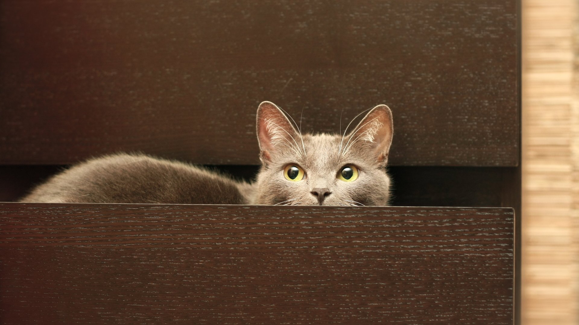 Download Animal Cat Image