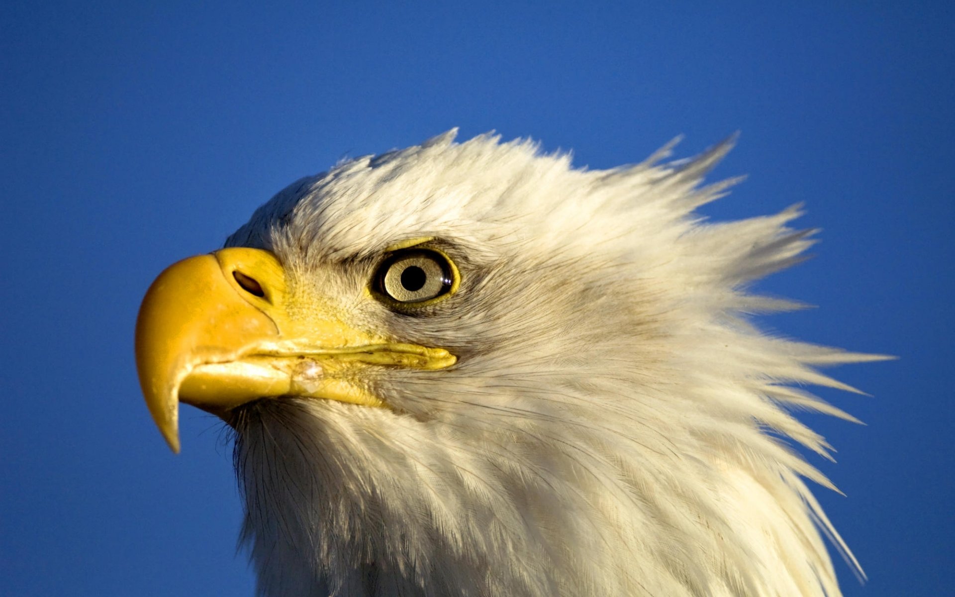 Bald Eagle Image - ID: 278884 - Image Abyss