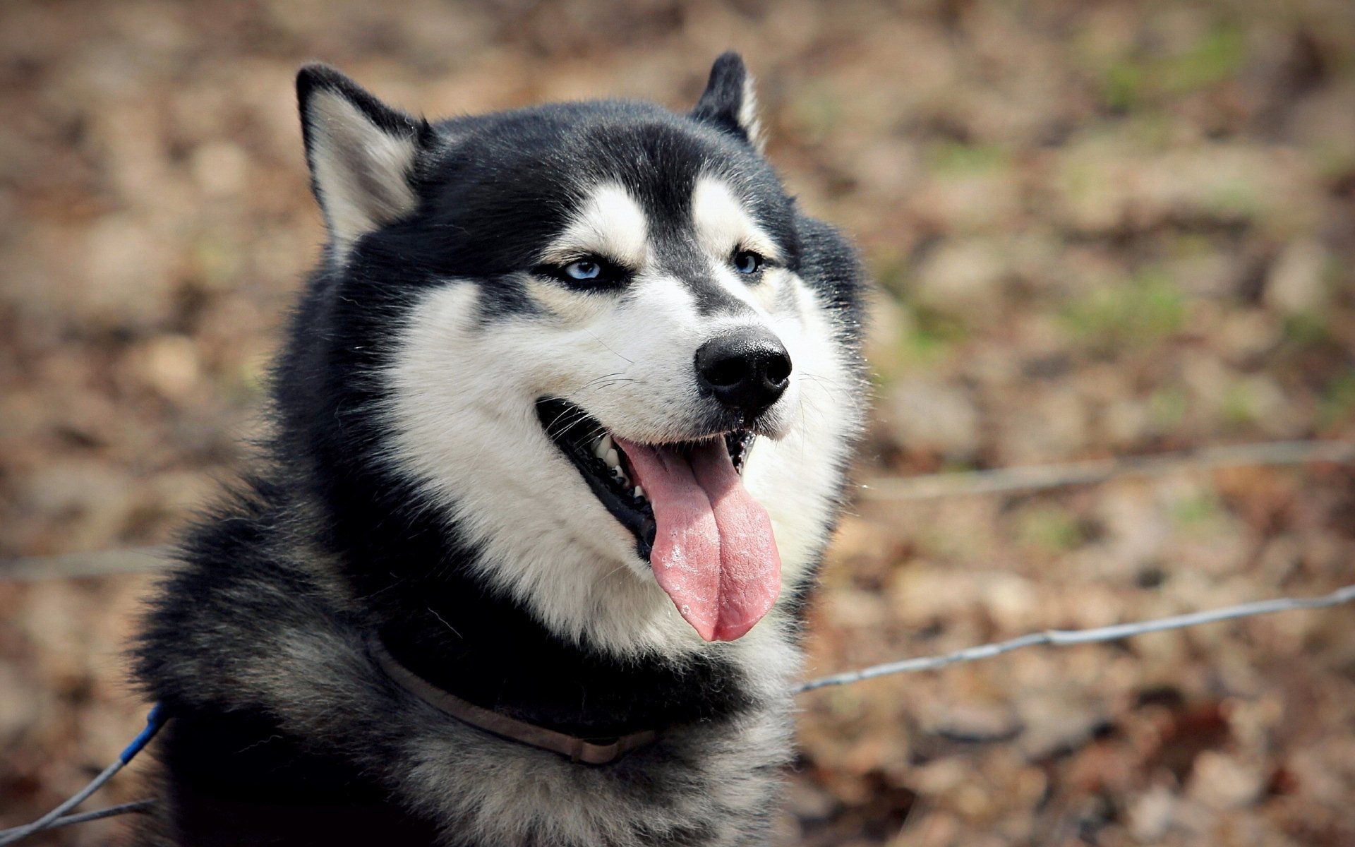 Siberian Husky - Desktop Wallpapers, Phone Wallpaper, PFP, Gifs, and More!