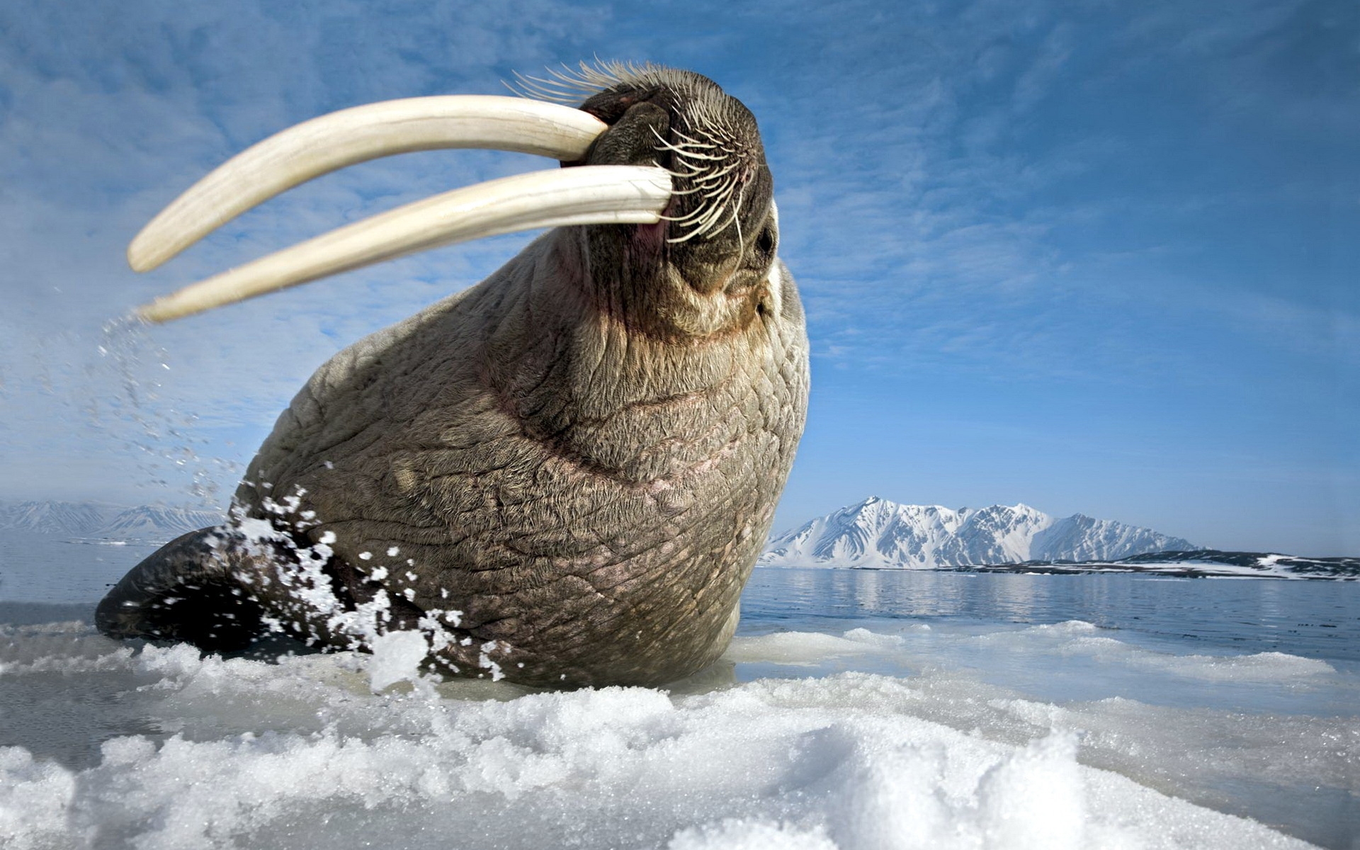 Walrus Picture - Image Abyss