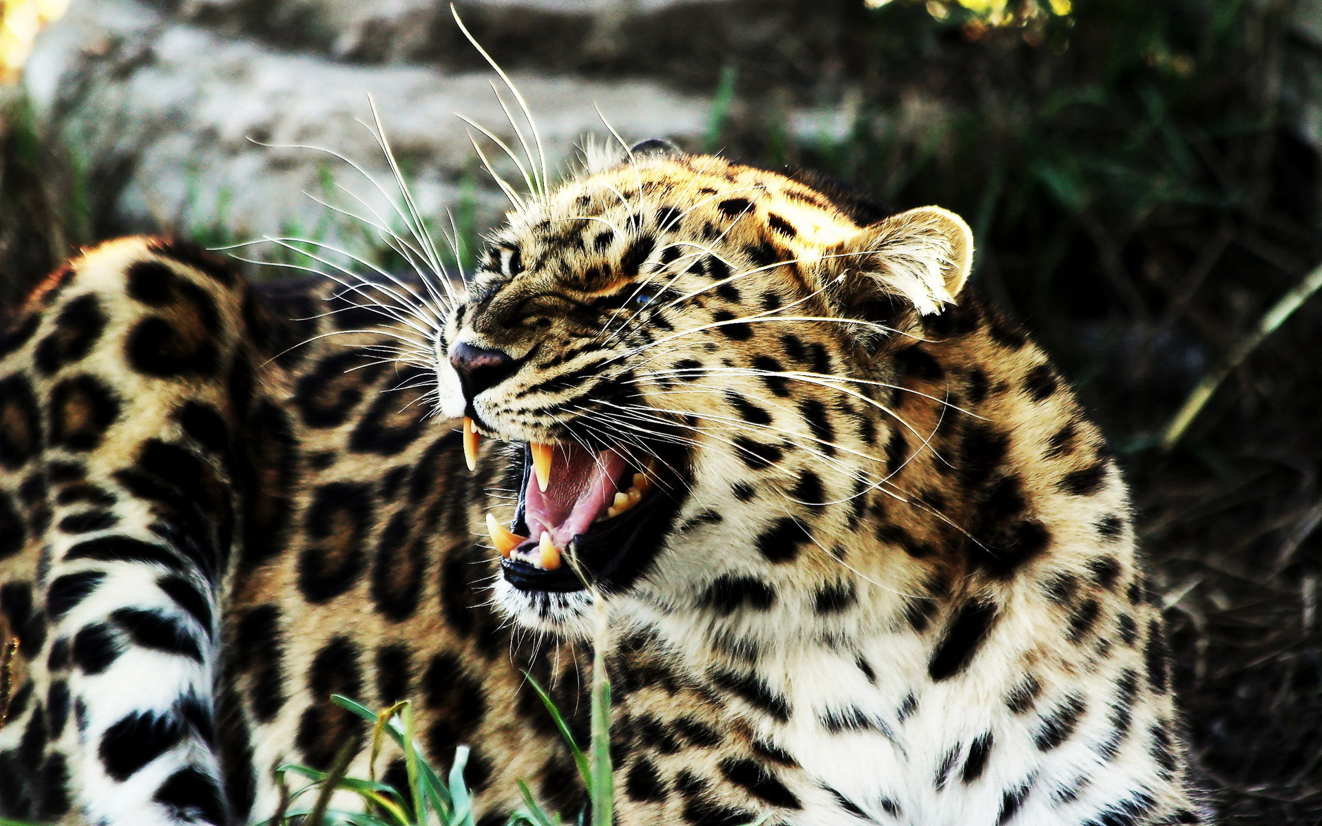Download Animal Leopard Image