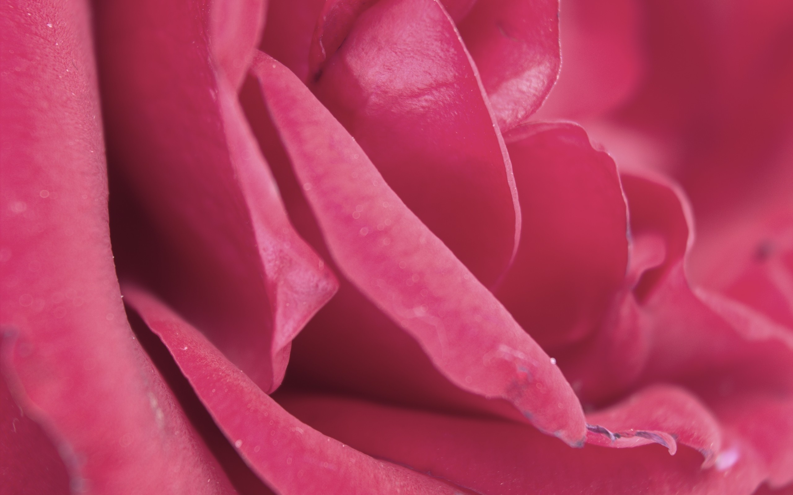 Rose Picture - Image Abyss