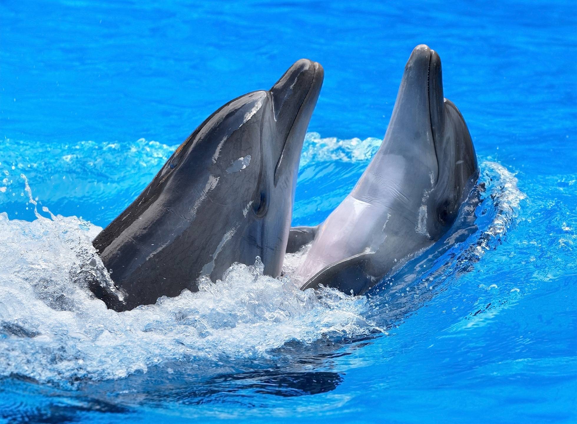 Dolphin Picture - Image Abyss