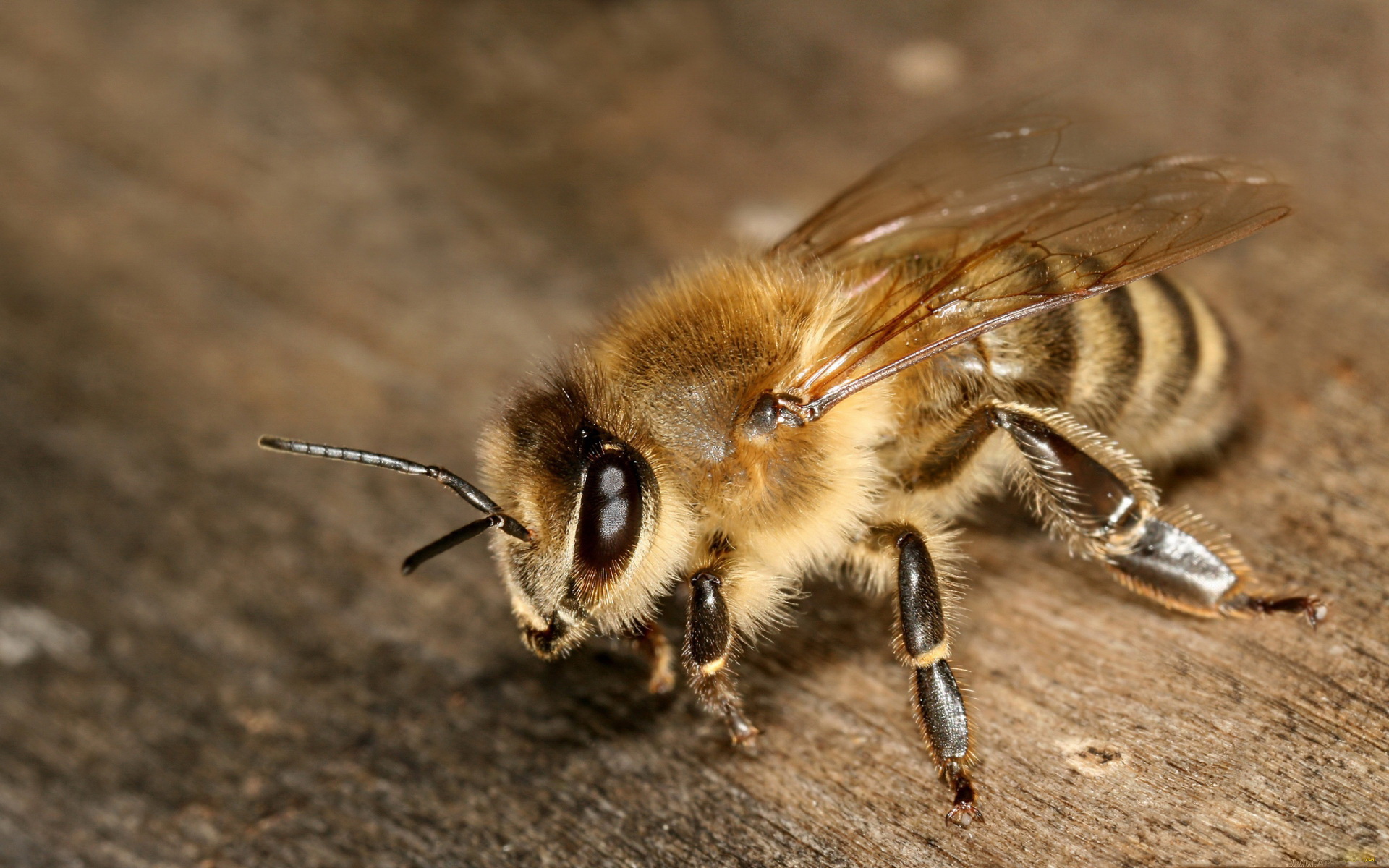 Download Animal Bee Image